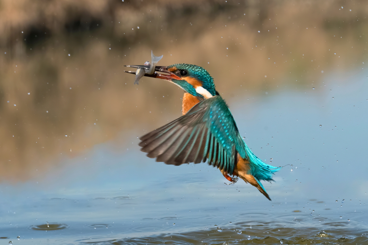 Birdwatching Challenges | Birdfair 2025 Challenge