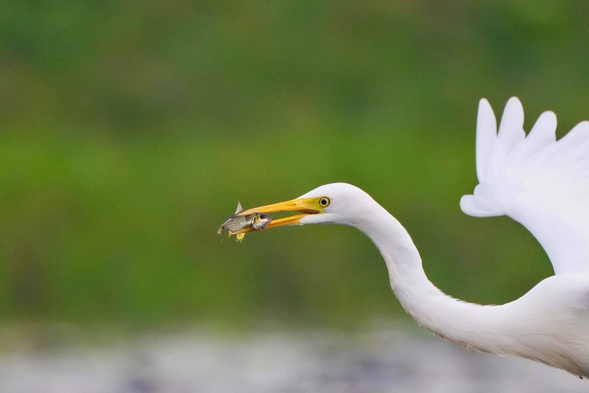 Birdwatching Challenges | Birda Global Big Year 2026