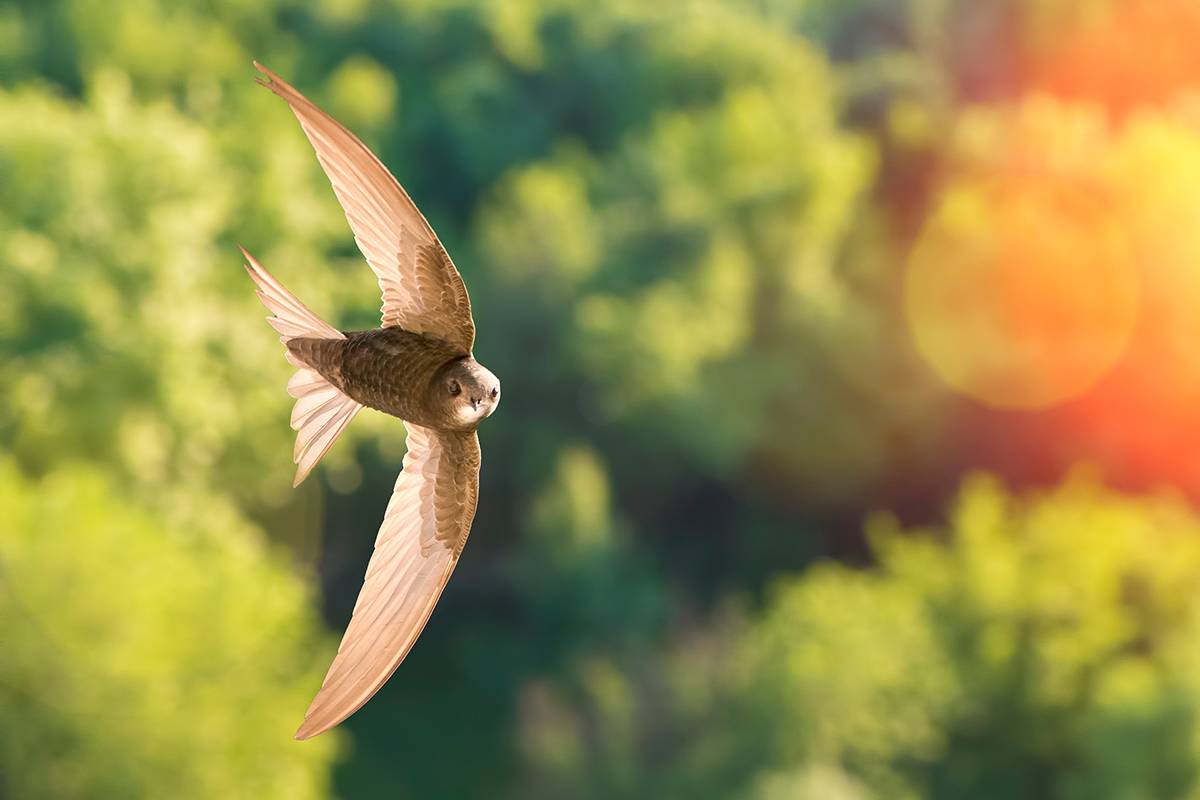 Birdwatching Challenges | Reveal Wonder Photo Challenge