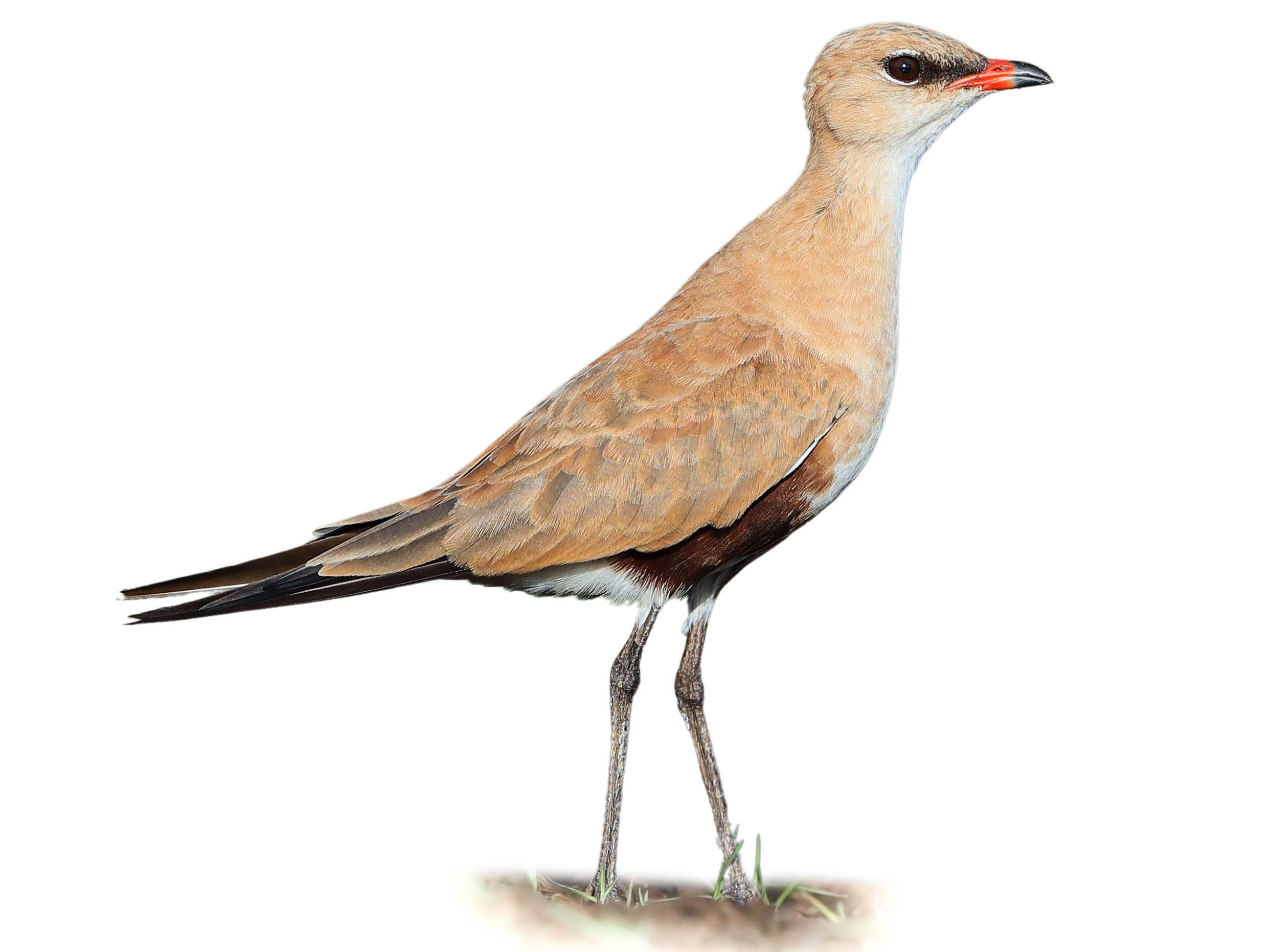 Australian Pratincole (Glareola isabella) identification - Birda