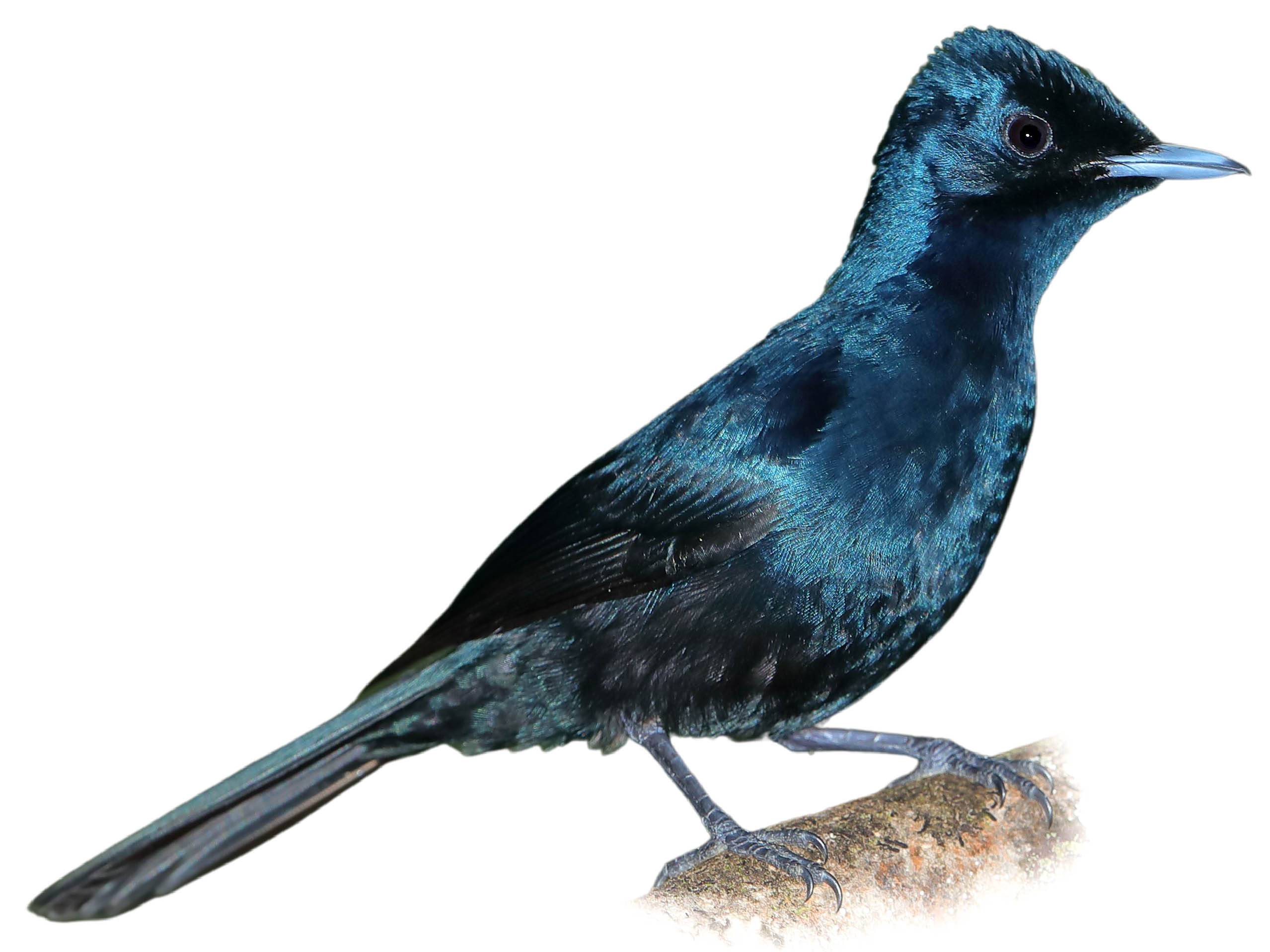 Shining Flycatcher (Myiagra alecto) identification - Birda