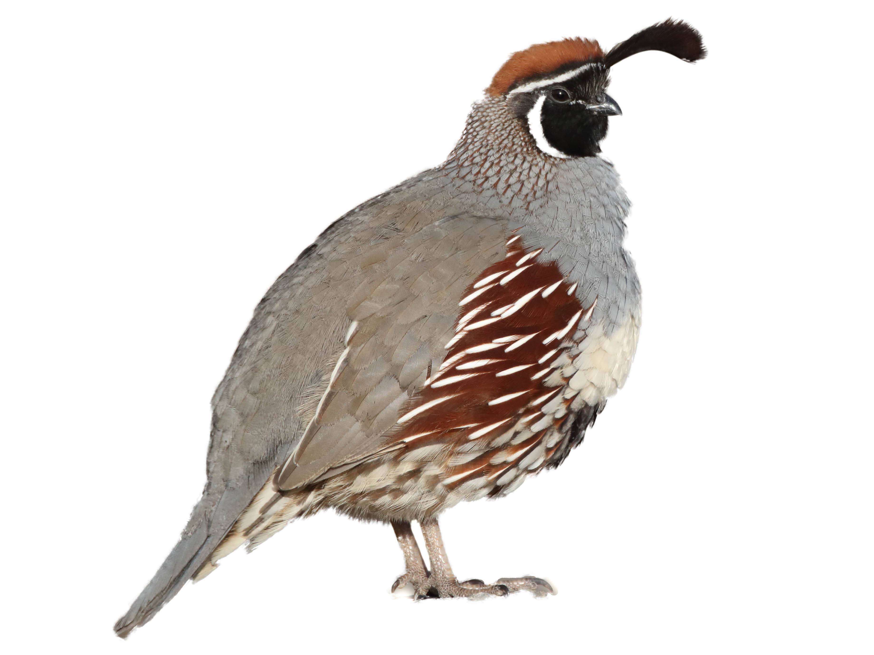 Gambel's Quail (Callipepla gambelii) identification - Birda