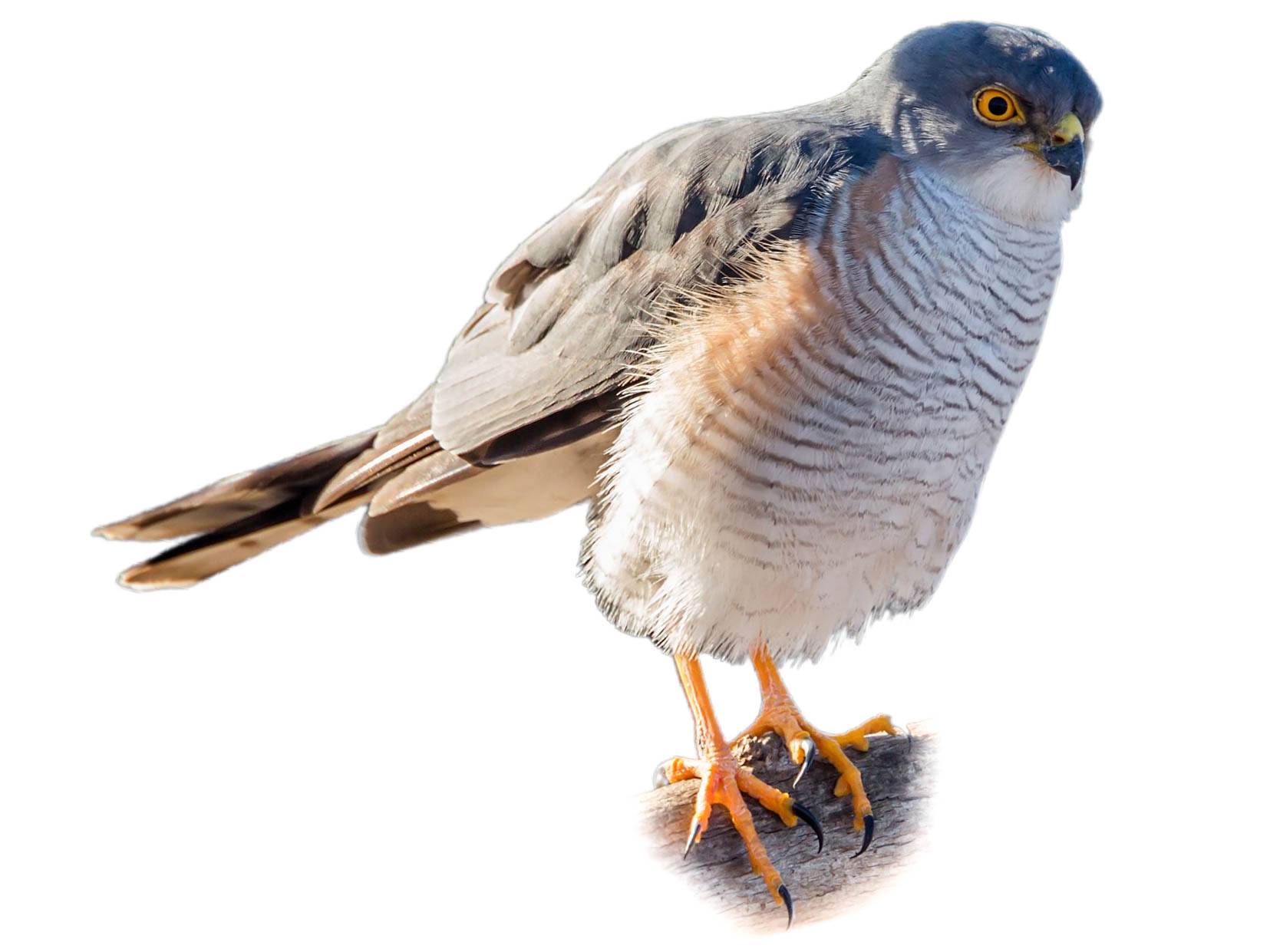 Little Sparrowhawk (Accipiter minullus) identification - Birda