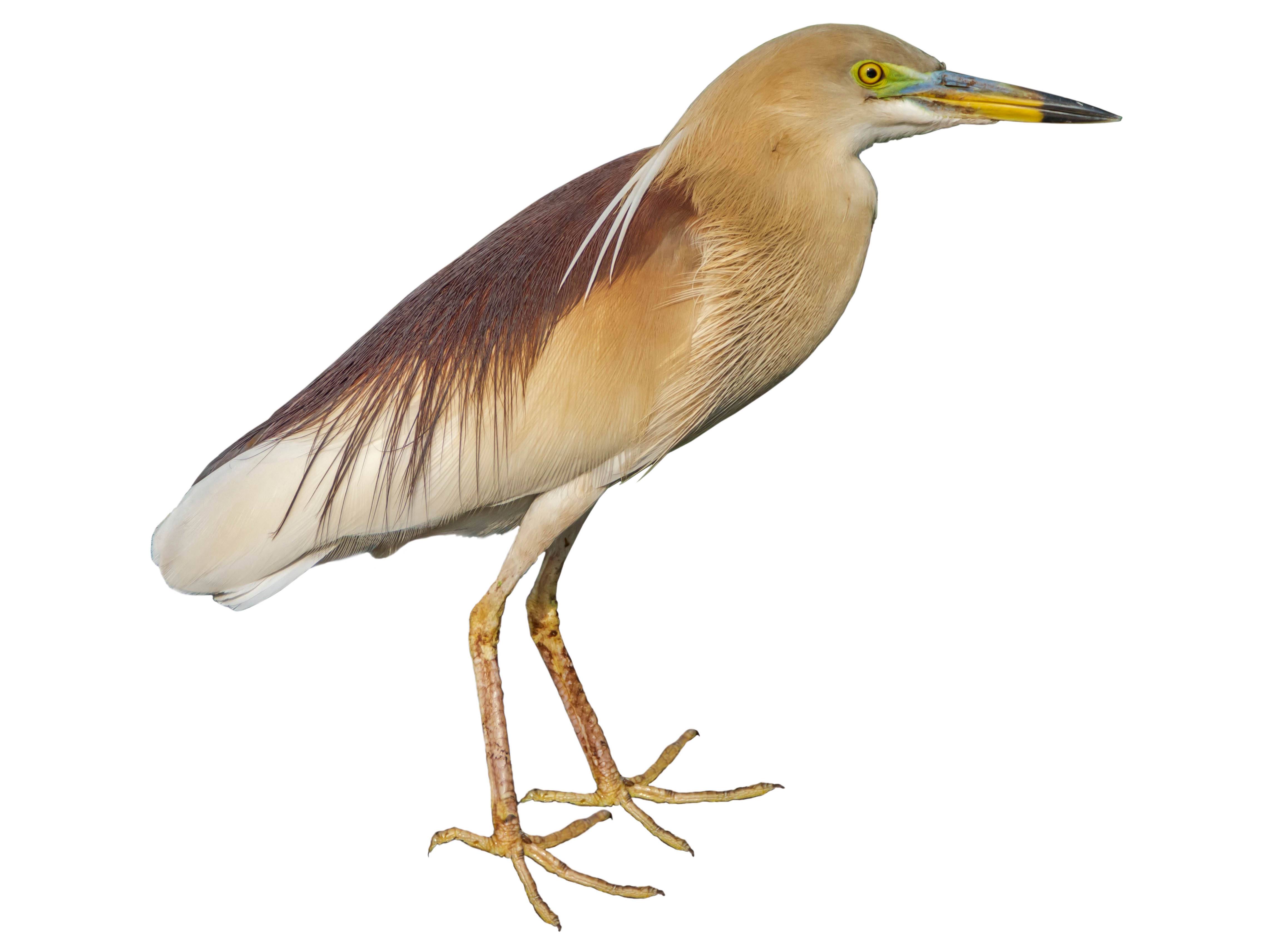 Indian Pond Heron (Ardeola grayii) identification - Birda