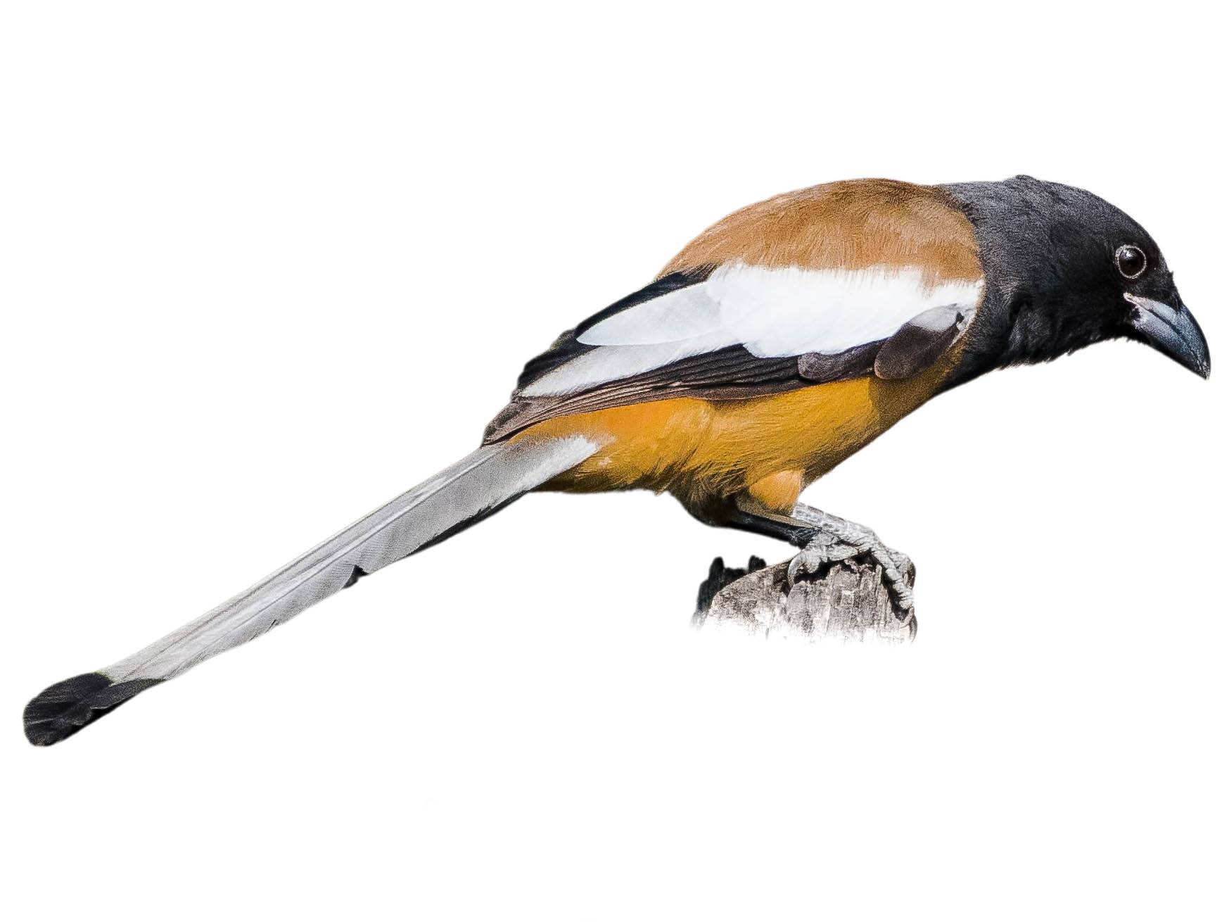 Rufous Treepie (Dendrocitta vagabunda) identification - Birda