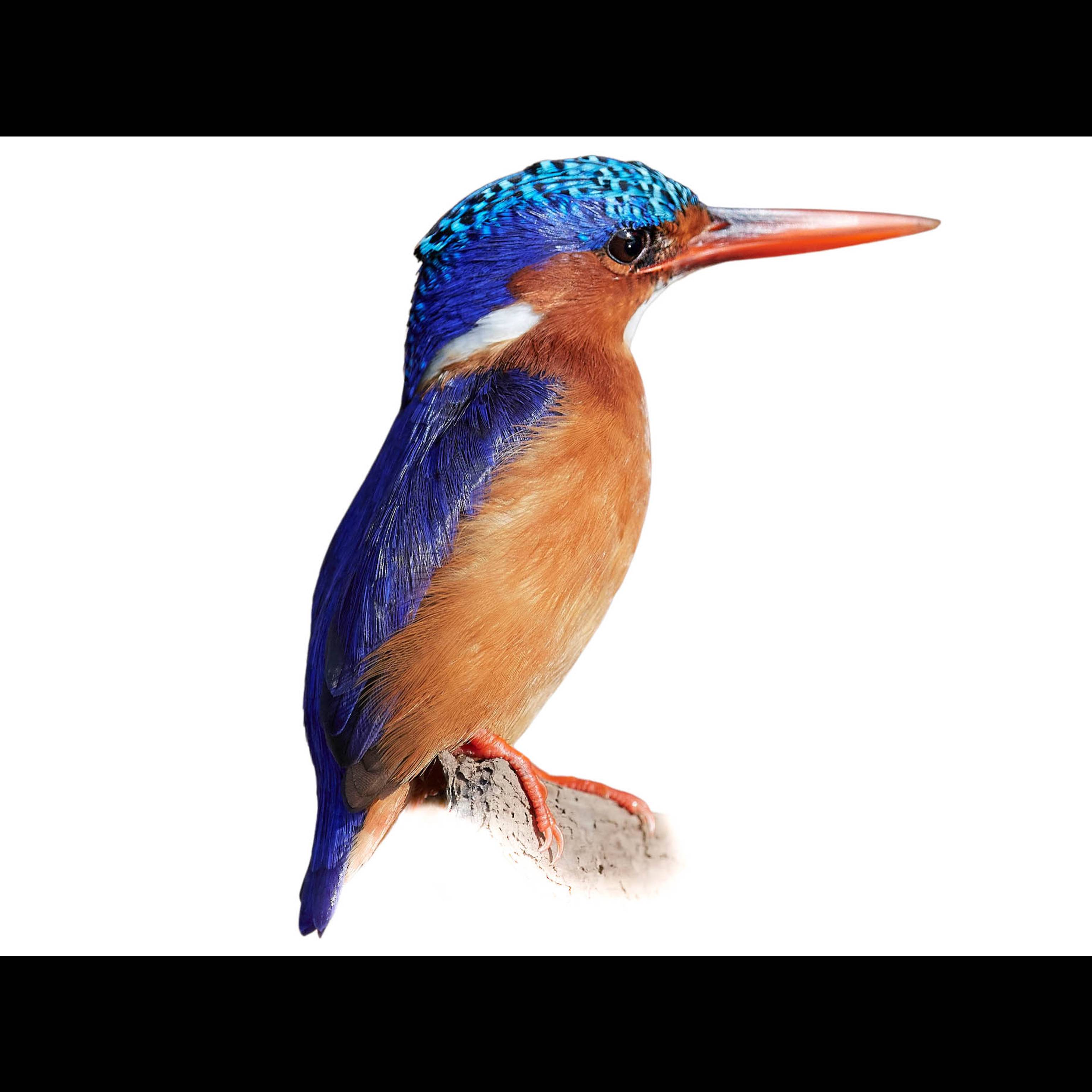 Malachite Kingfisher (Corythornis cristatus) identification - Birda Malachite Kingfisher (Corythornis cristatus) identification - Birda