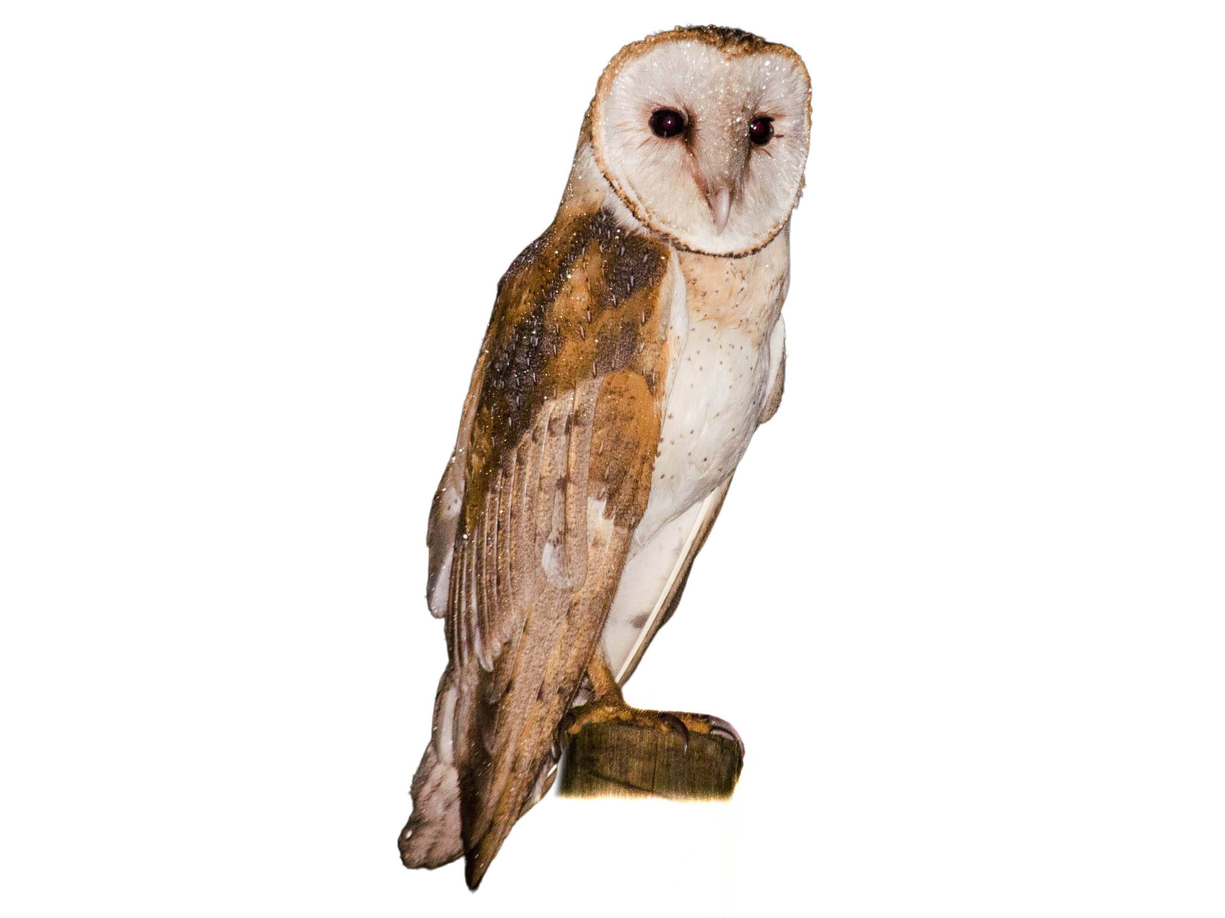 American Barn Owl (Tyto furcata) identification - Birda