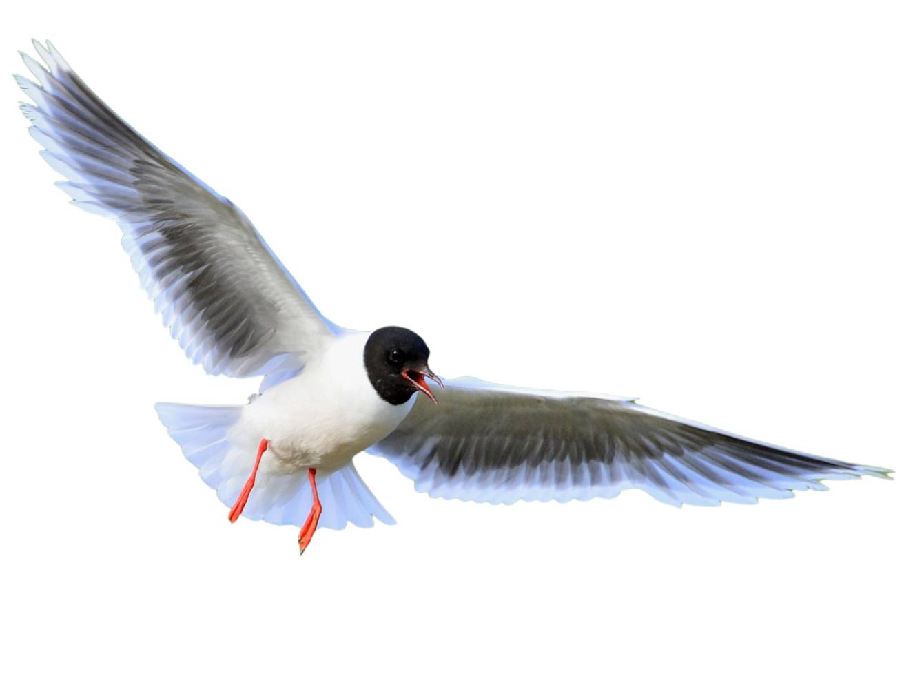 Little Gull (Hydrocoloeus minutus) identification - Birda