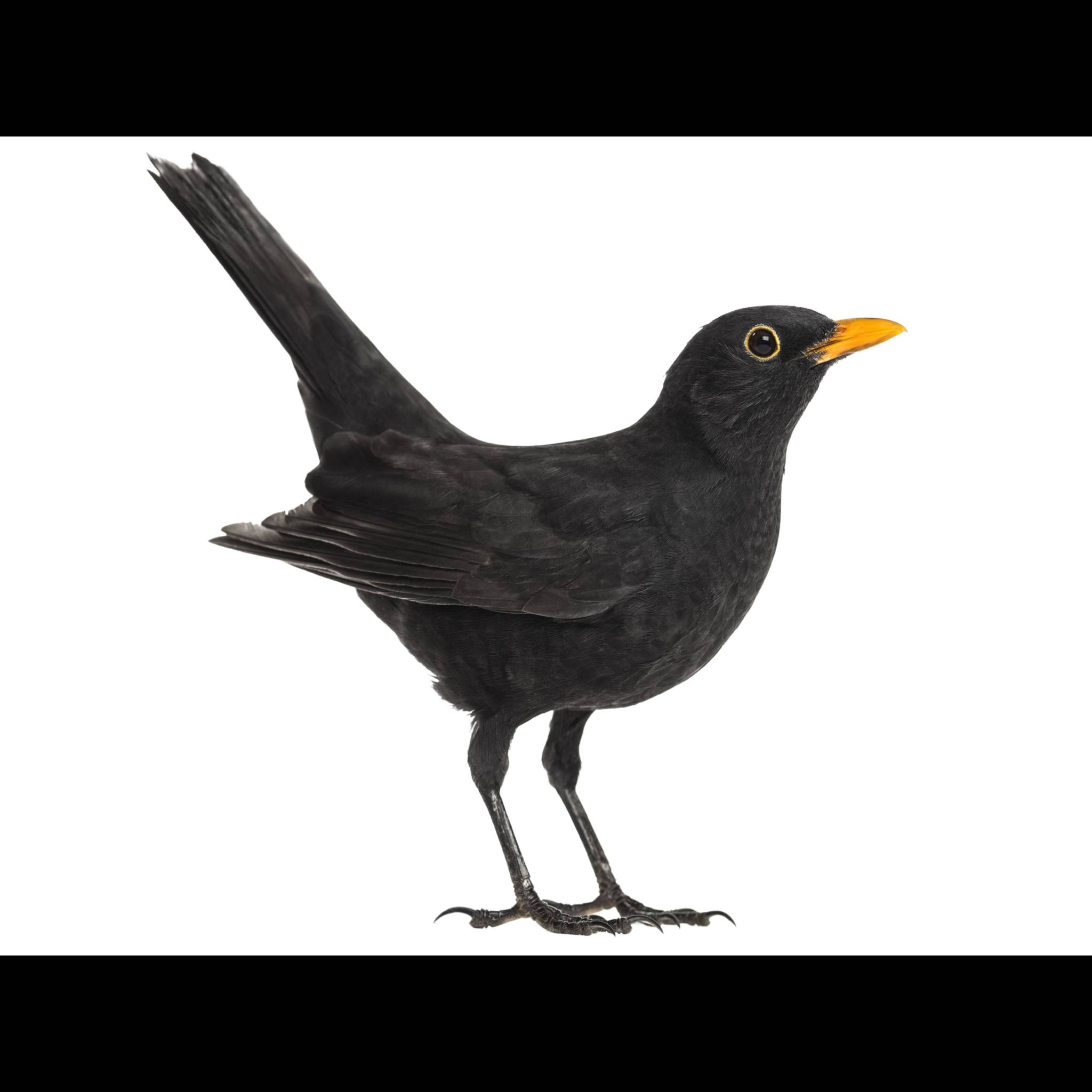Common Blackbird Turdus Merula Identification Birda