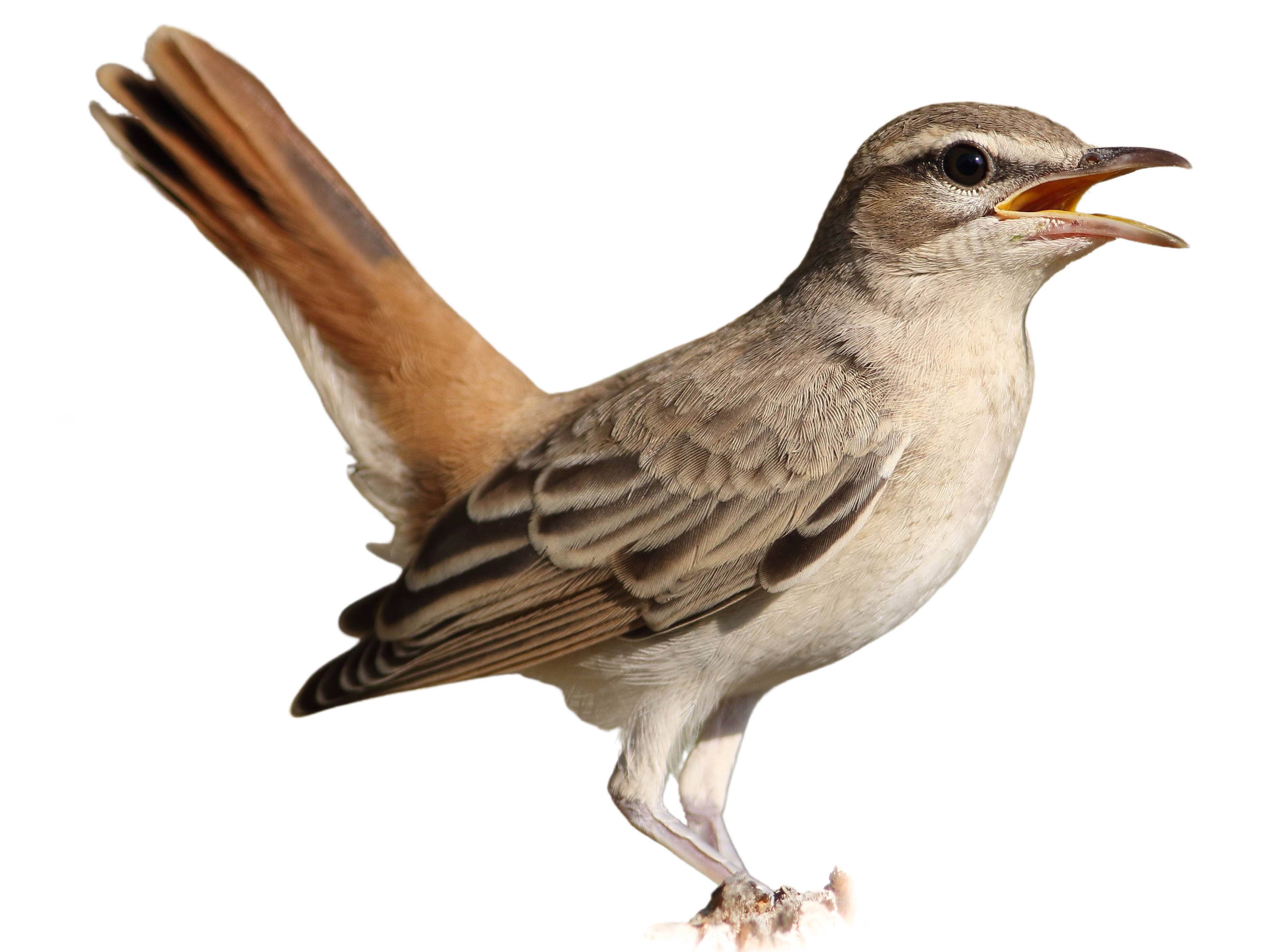 Rufous-tailed Scrub Robin (Cercotrichas galactotes) identification - Birda
