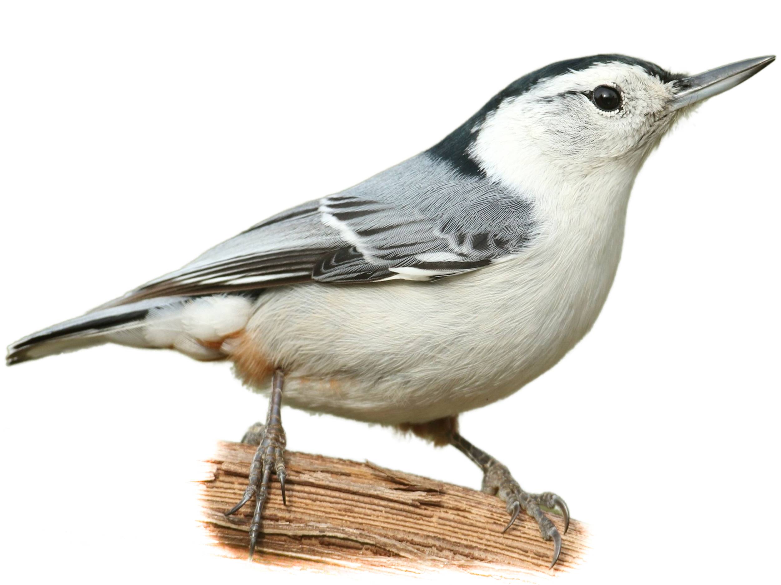 White-breasted Nuthatch (Sitta carolinensis) identification - Birda