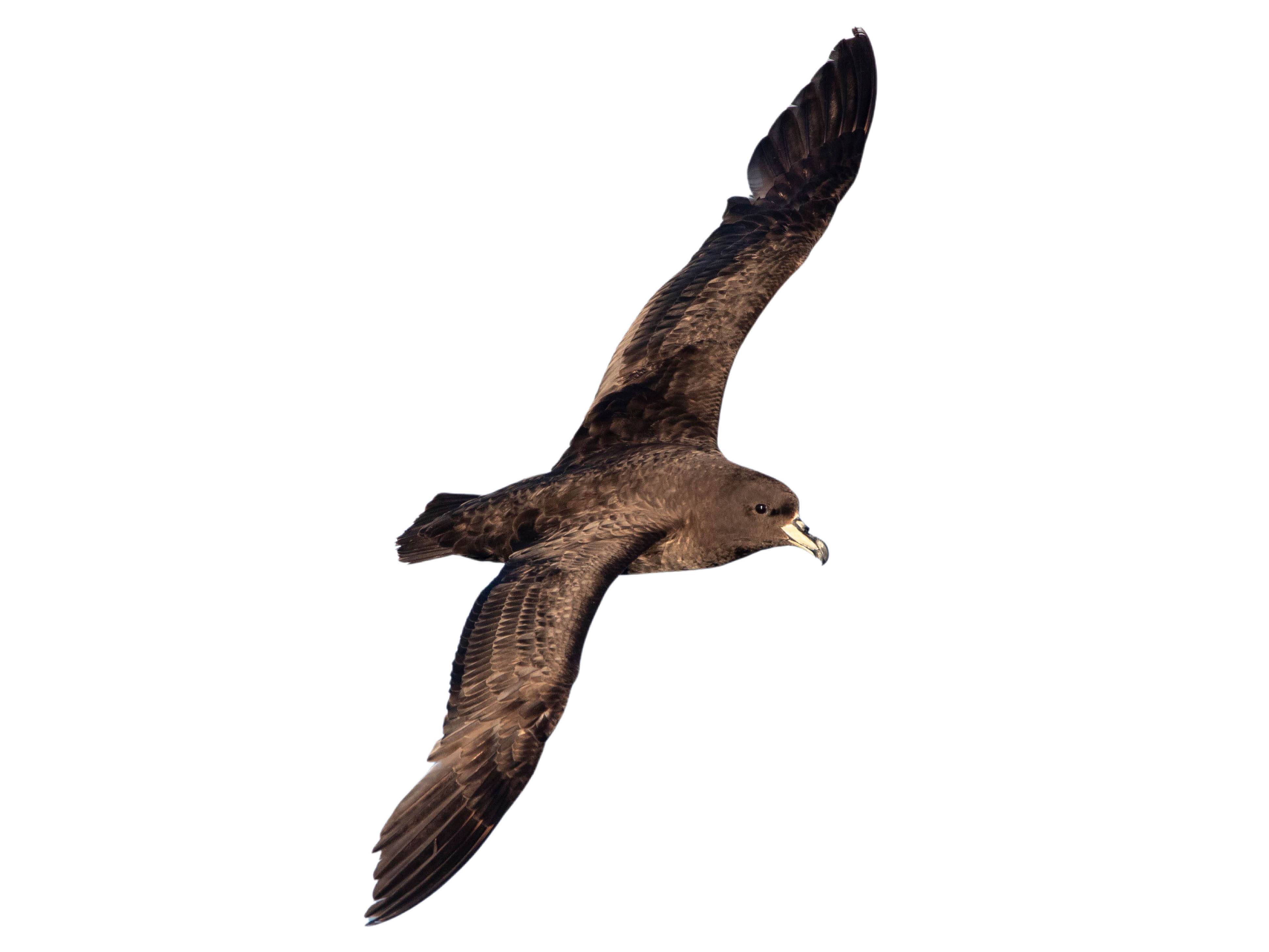 Westland Petrel (Procellaria westlandica) identification - Birda