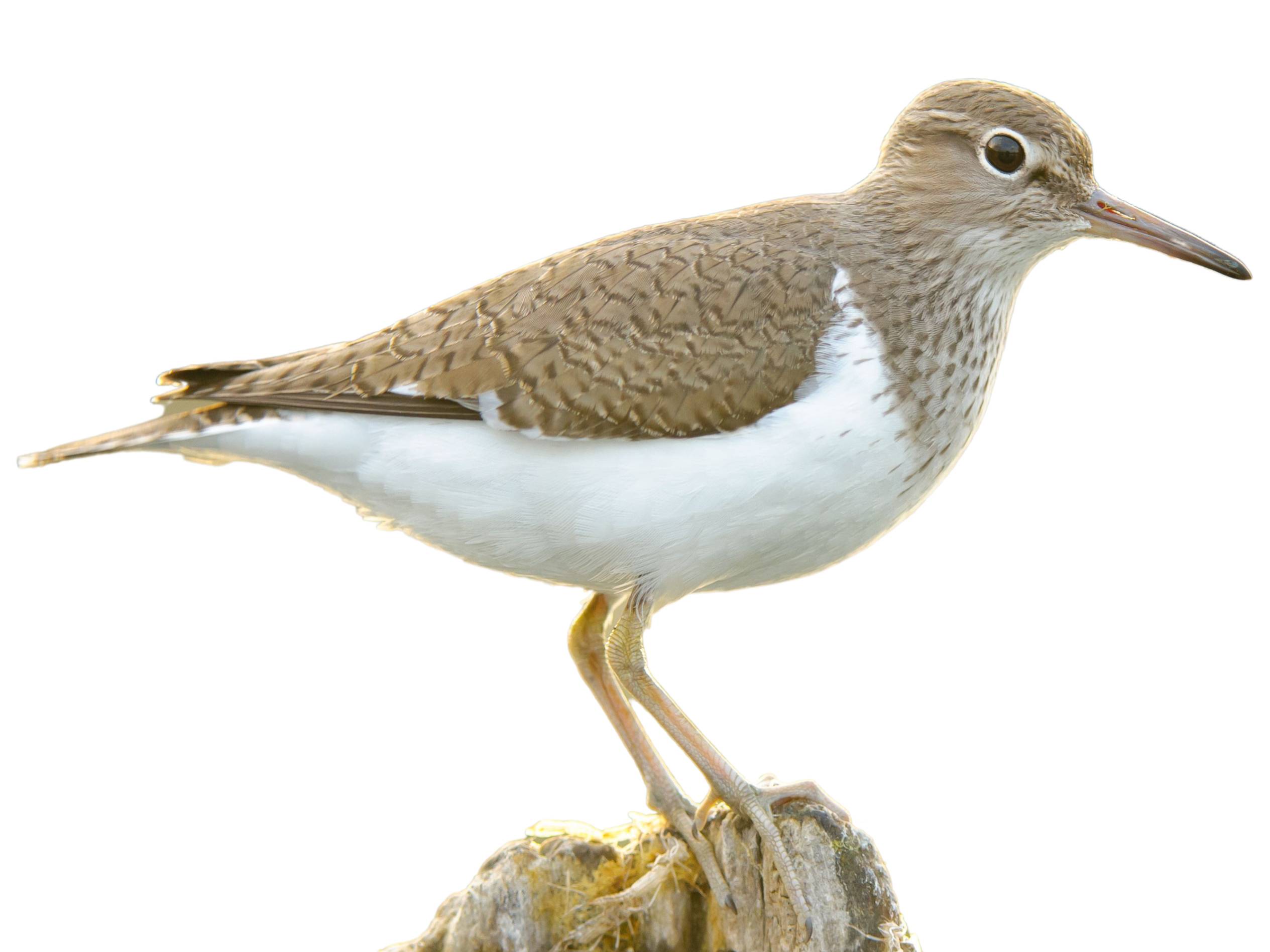 Common Sandpiper (Actitis hypoleucos) identification - Birda