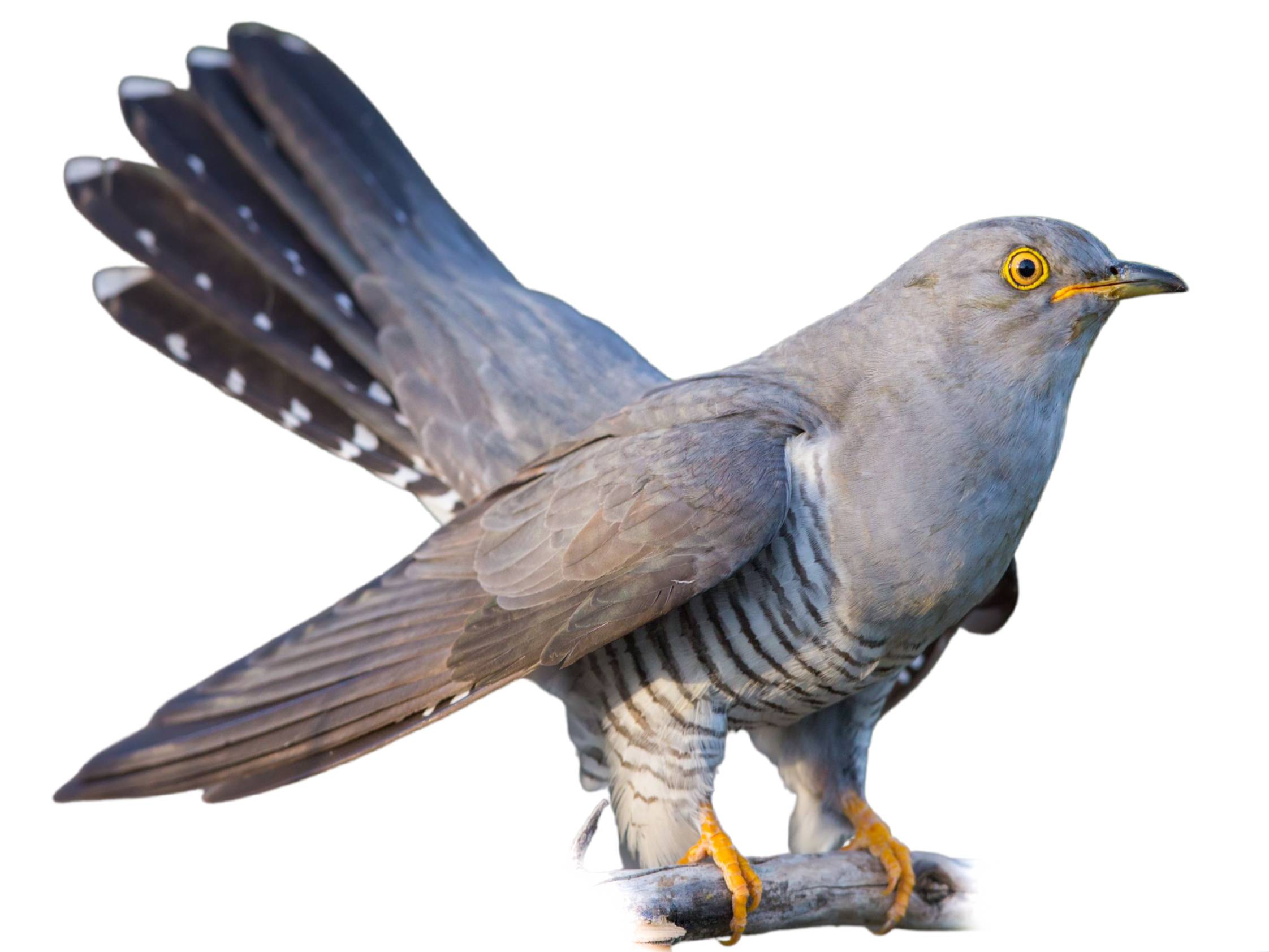 Common Cuckoo (Cuculus canorus) identification - Birda