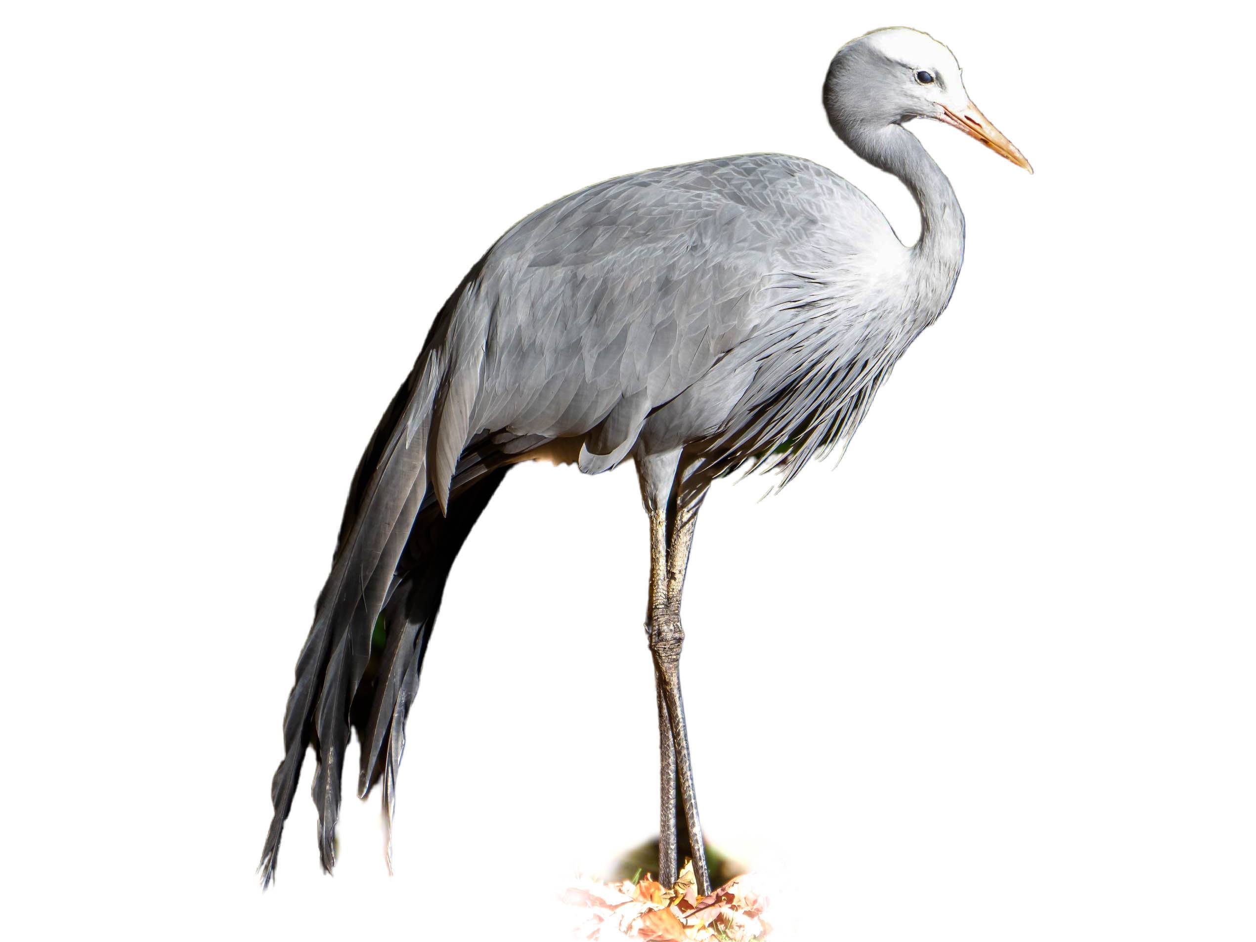 Blue Crane (Grus paradisea) identification - Birda