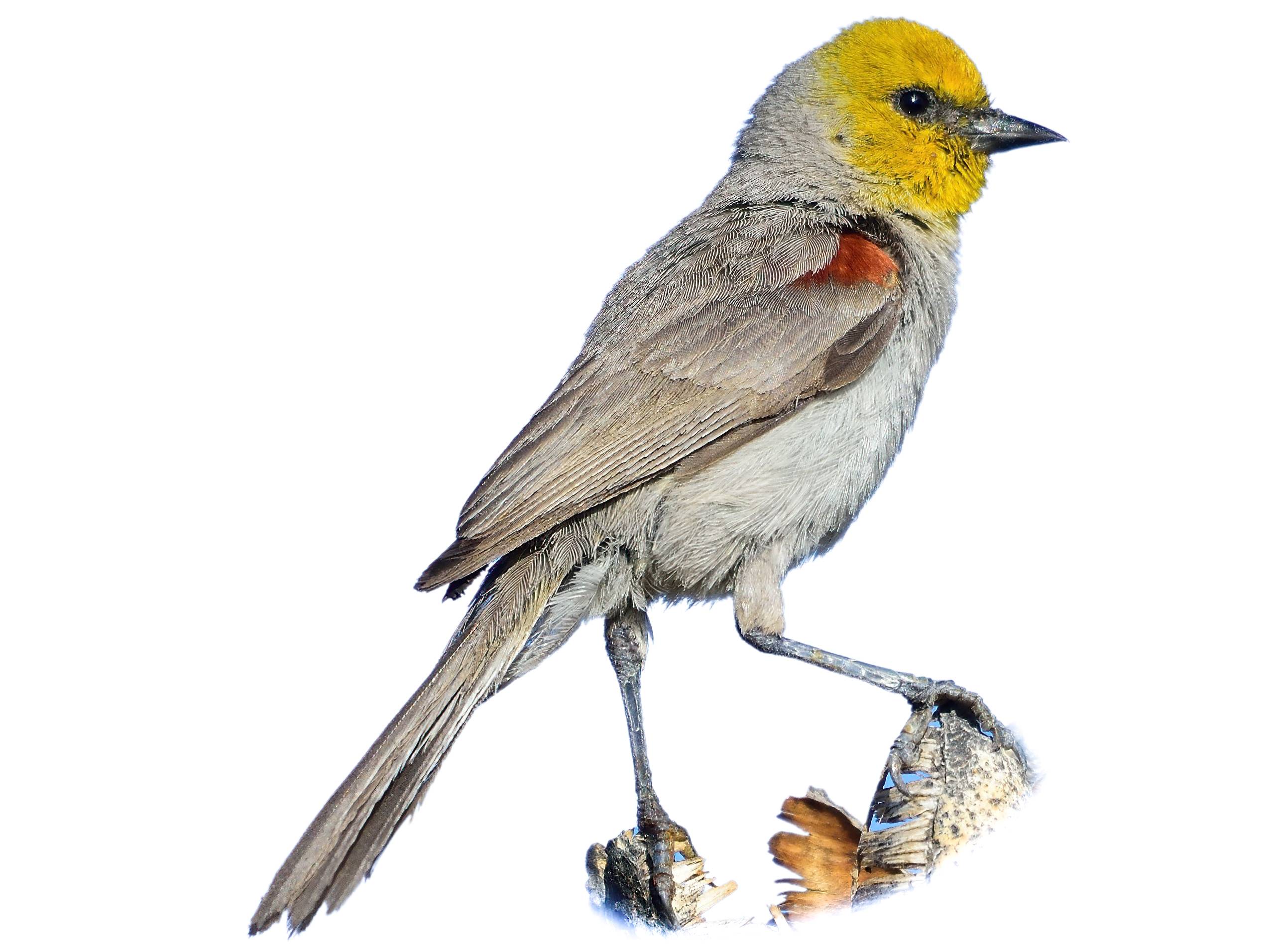 Verdin (Auriparus flaviceps) identification - Birda