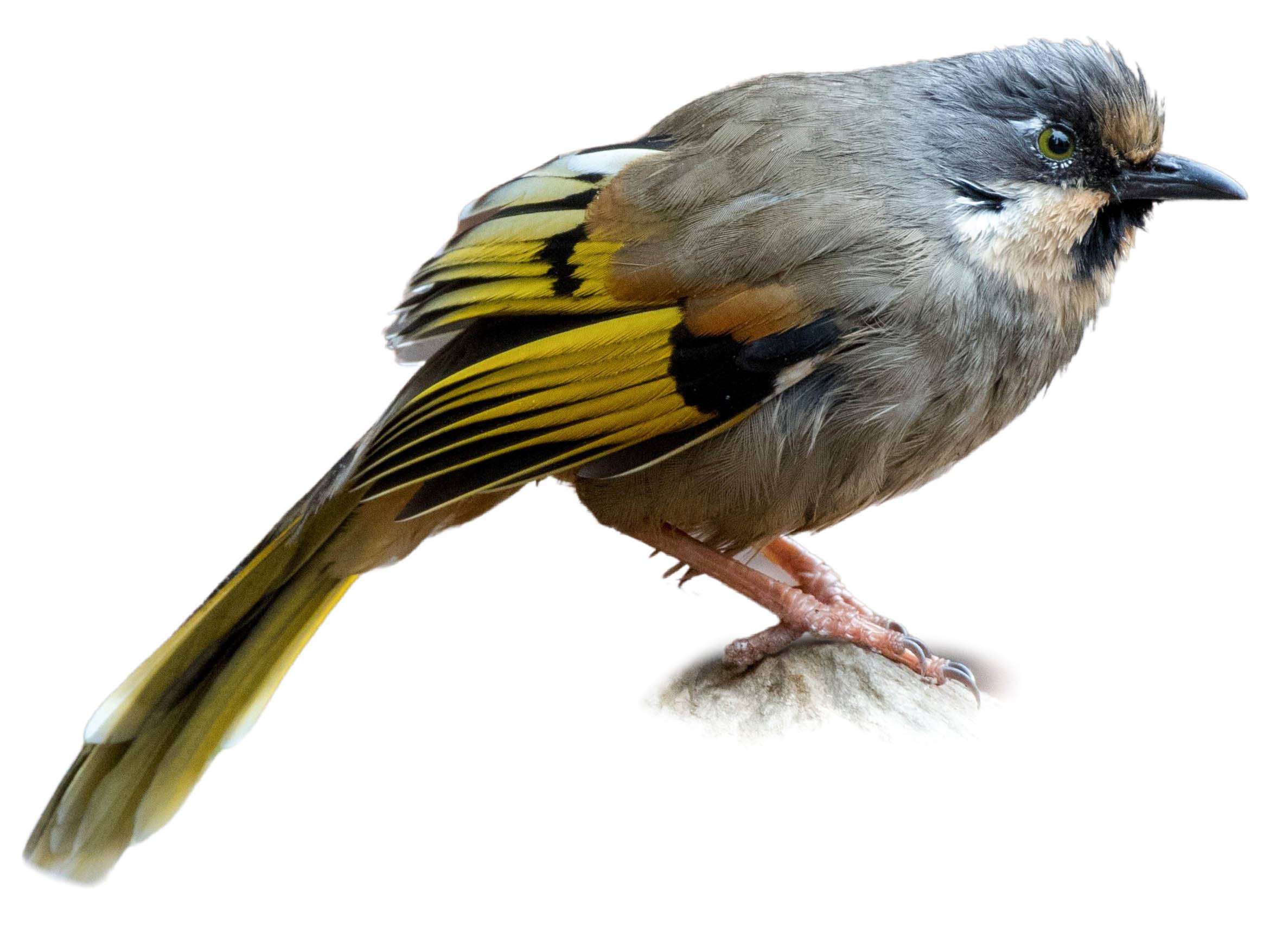 Variegated Laughingthrush (Trochalopteron variegatum) identification ...