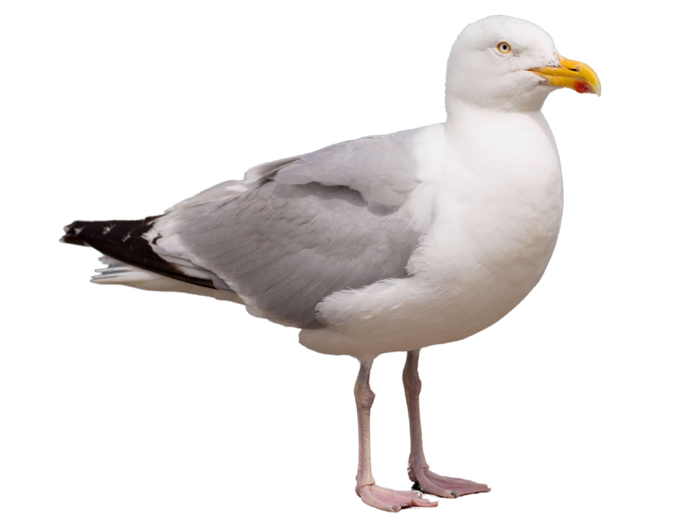 European Herring Gull (Larus argentatus) identification - Birda