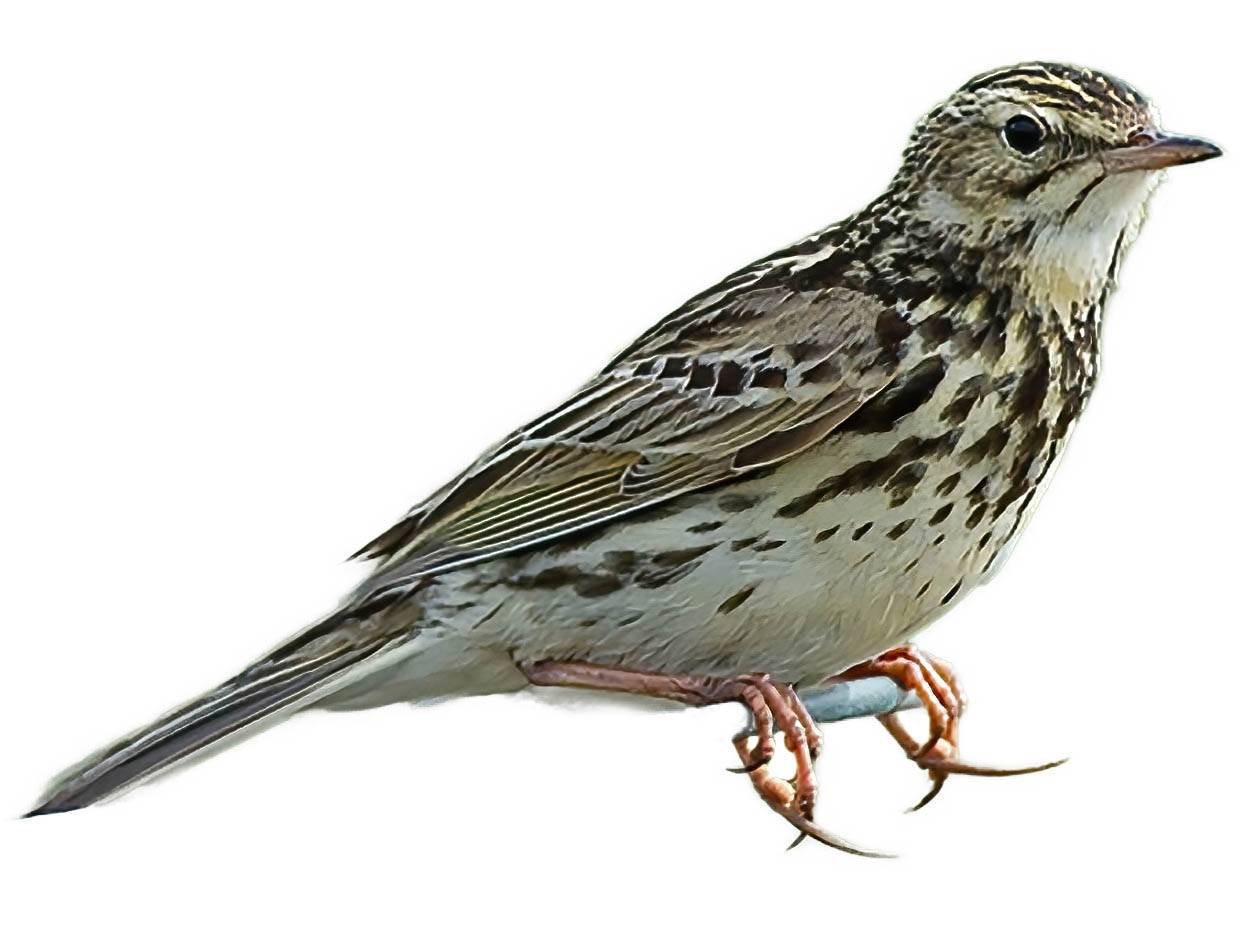 Correndera Pipit (Anthus correndera) identification - Birda