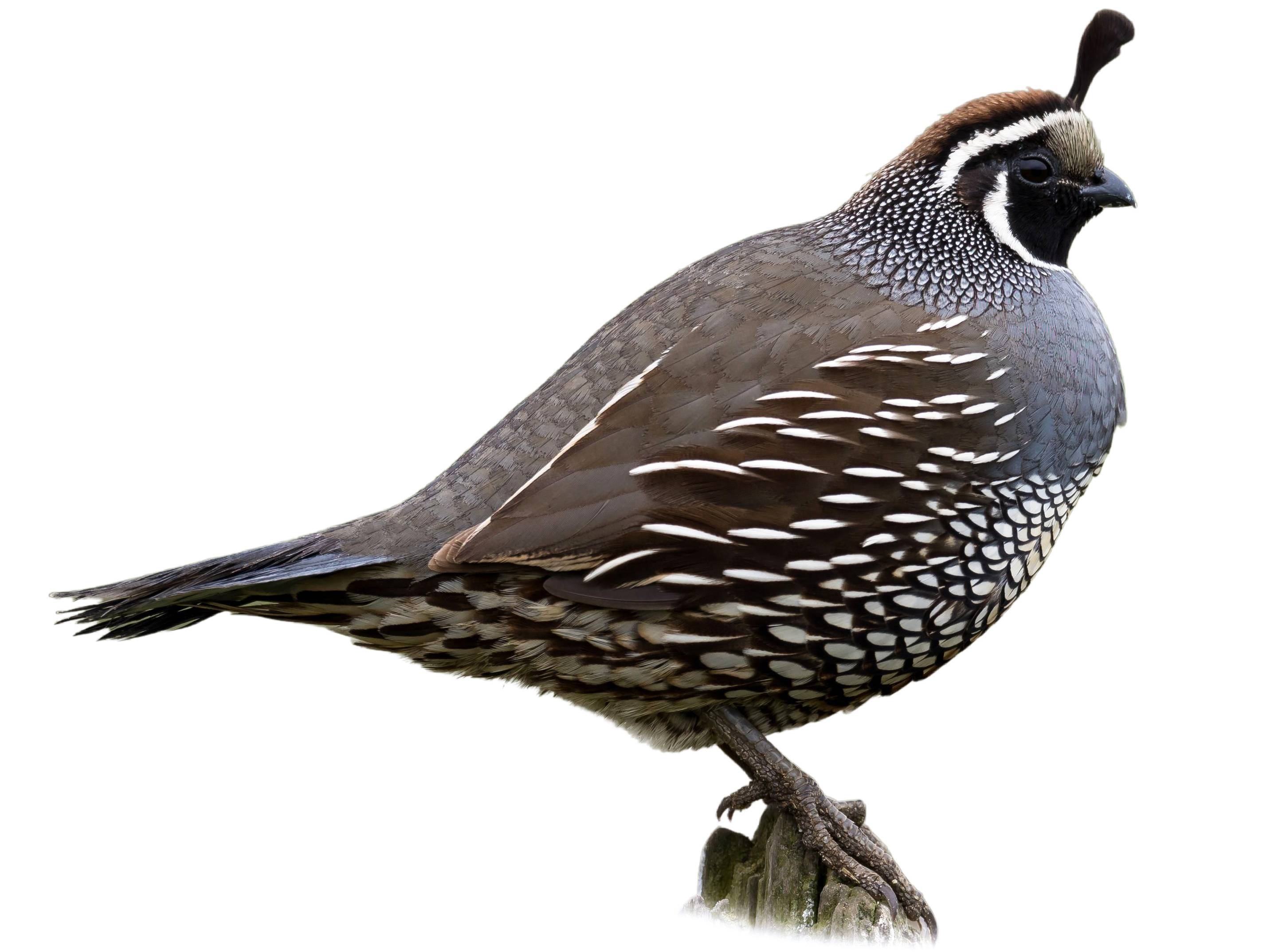 California Quail (Callipepla californica) identification - Birda