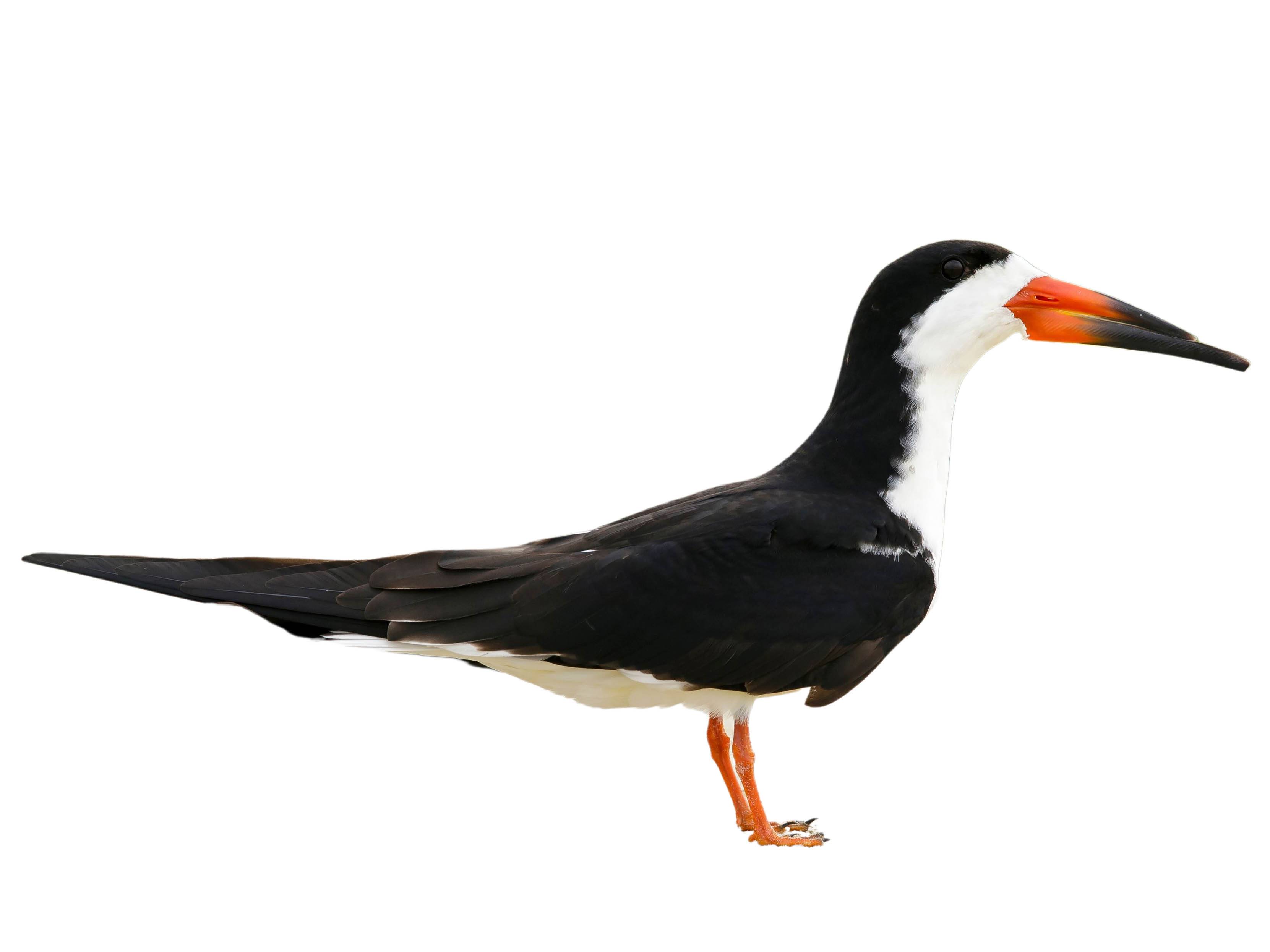 Black Skimmer (Rynchops niger) identification - Birda