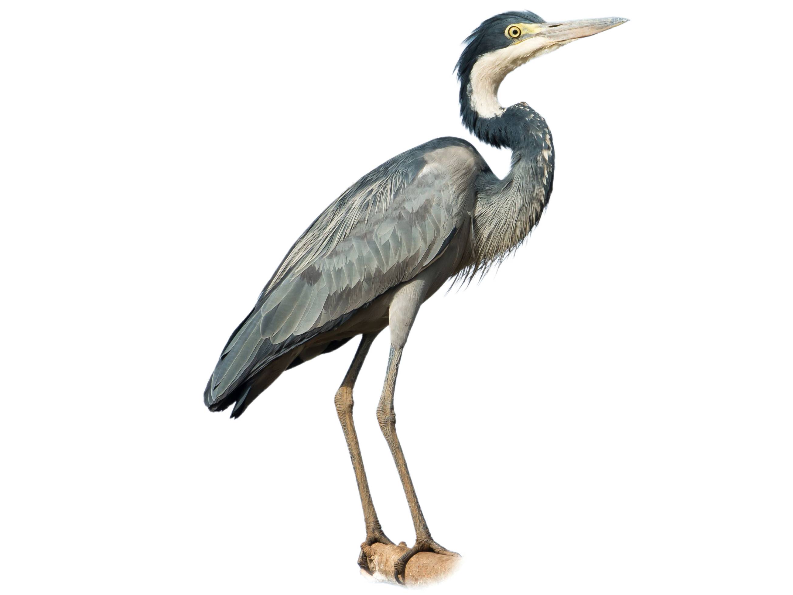 Black-headed Heron (Ardea melanocephala) identification - Birda