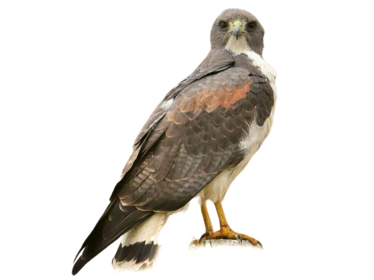 White-tailed Hawk (Geranoaetus albicaudatus) identification - Birda