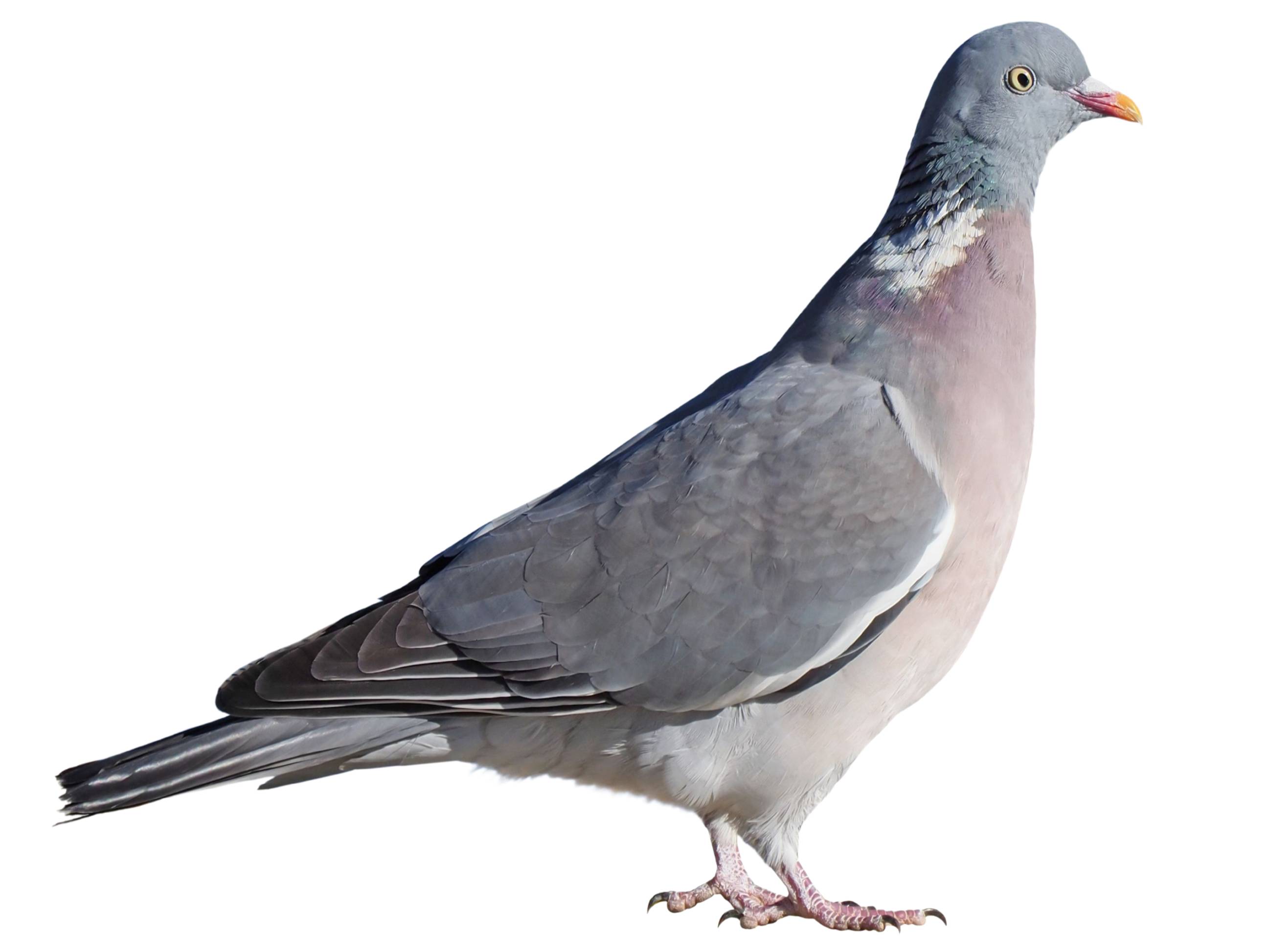 Common Wood Pigeon (Columba palumbus) identification - Birda