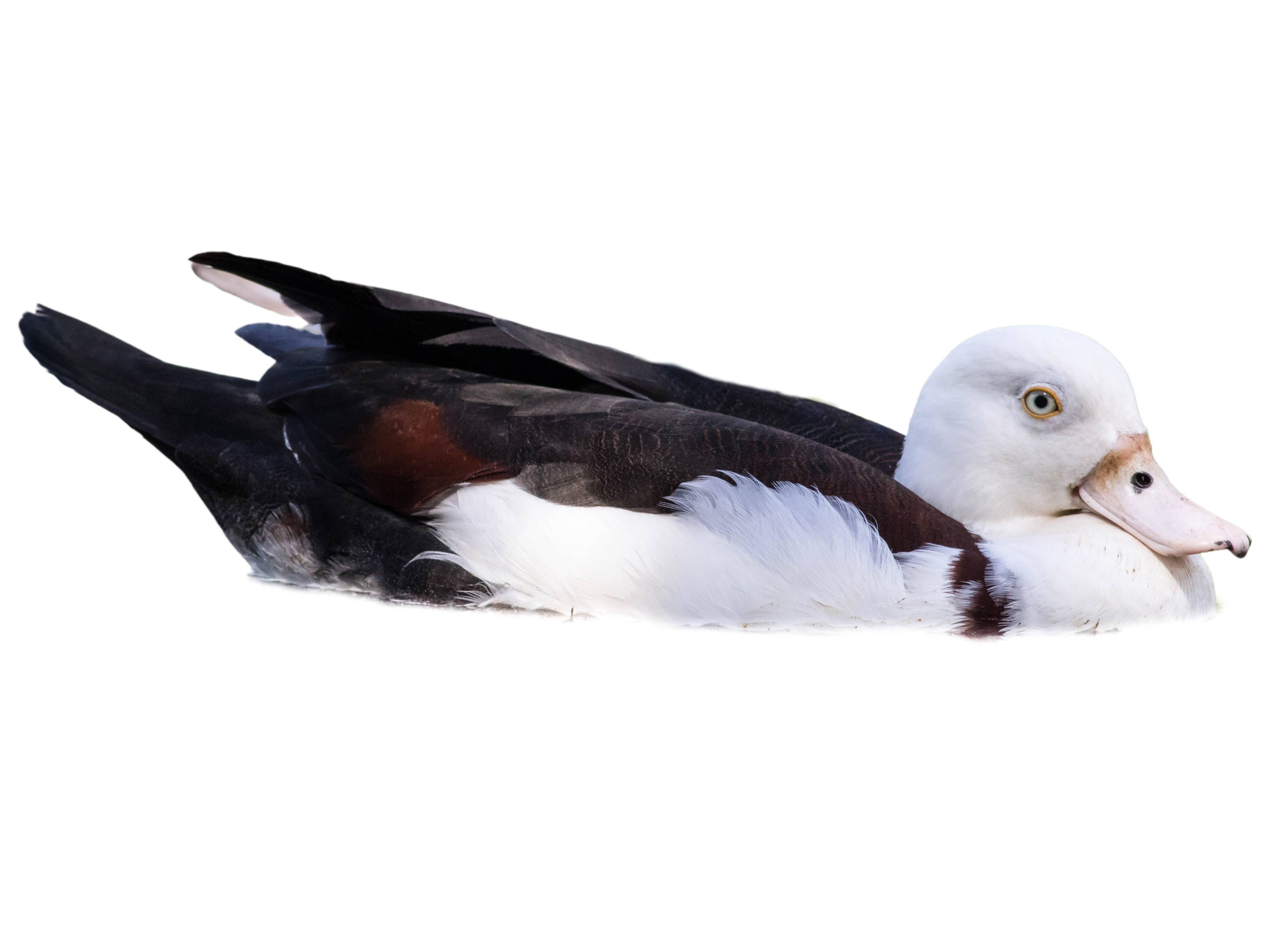 Radjah Shelduck (Radjah radjah) identification - Birda