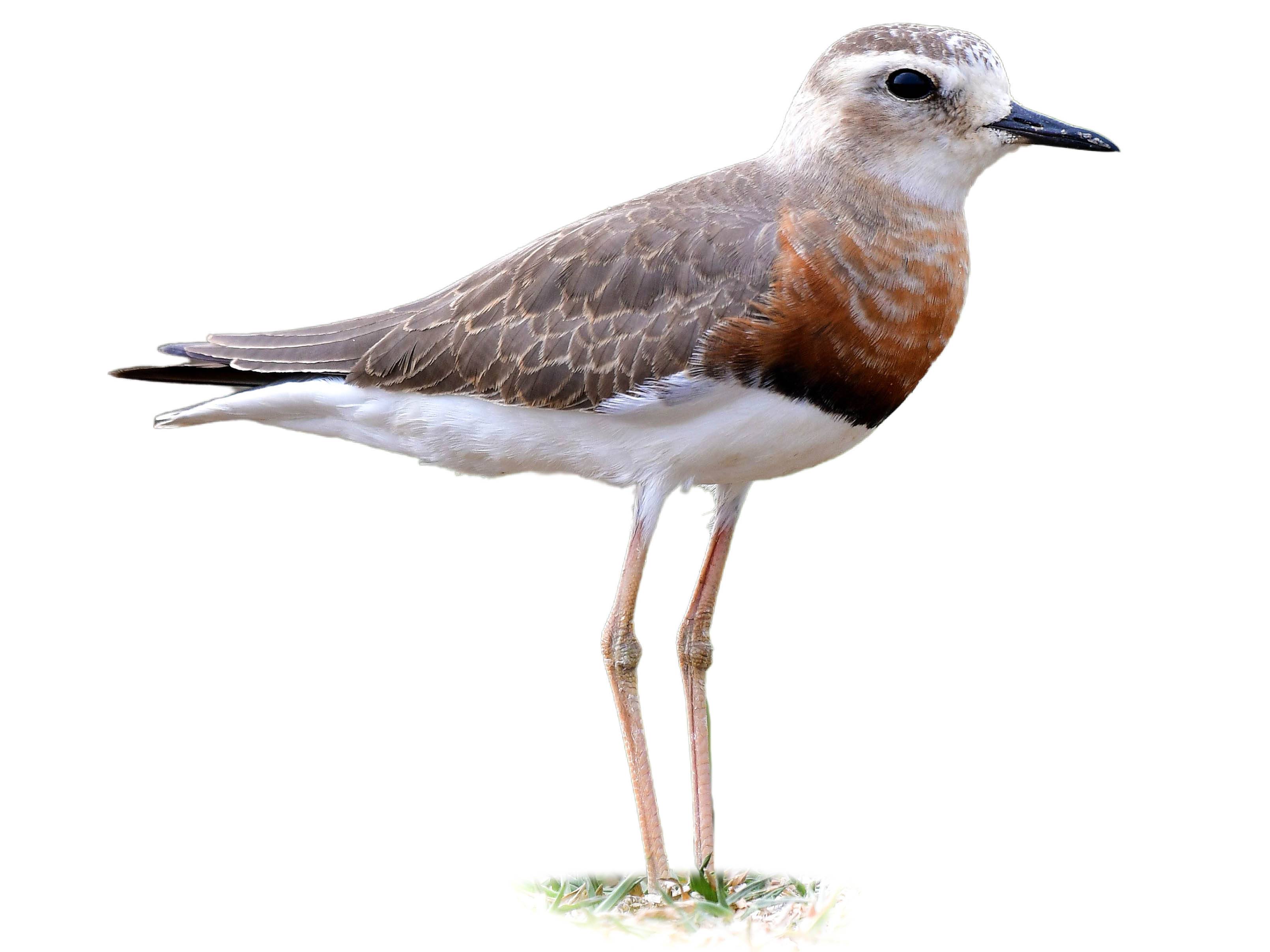 Oriental Plover (Charadrius veredus) identification - Birda