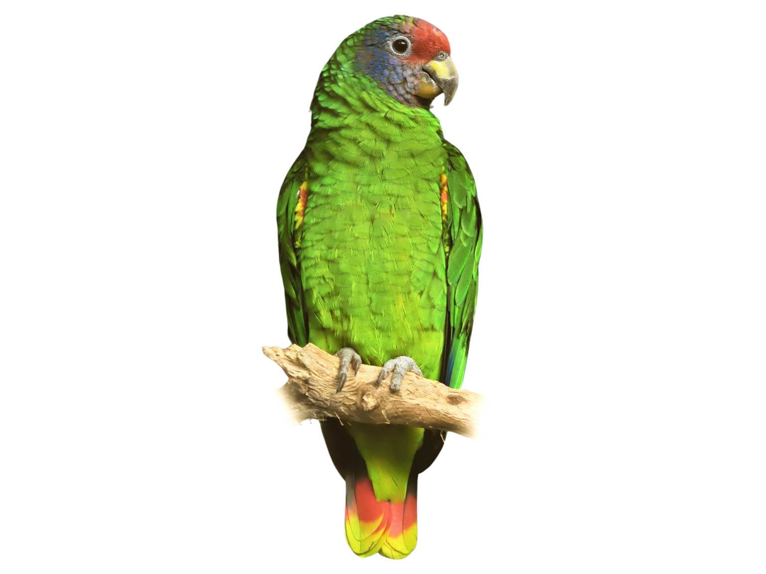 Red-tailed Amazon (Amazona brasiliensis) identification - Birda