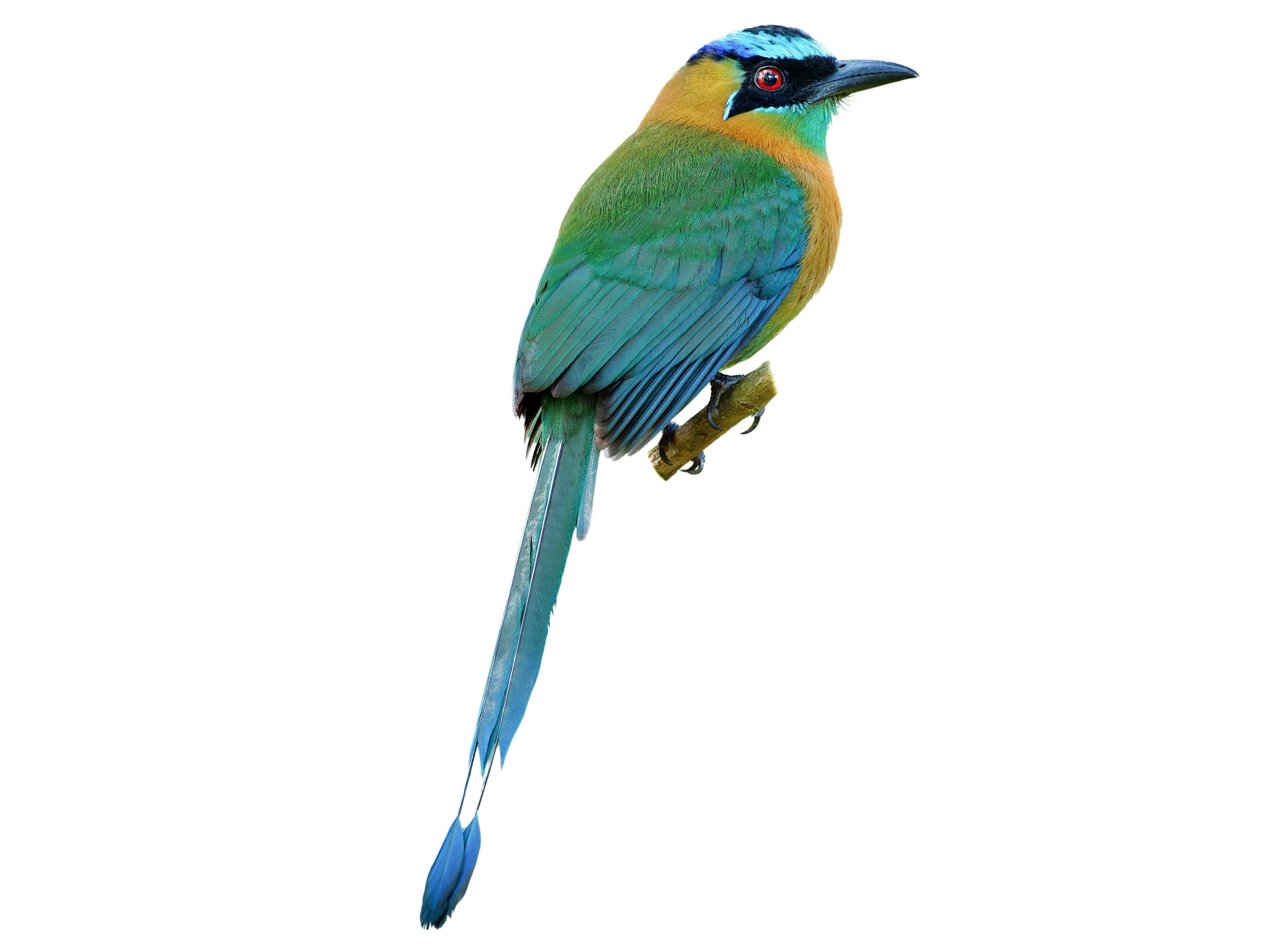 Lesson's Motmot (Momotus lessonii) identification - Birda