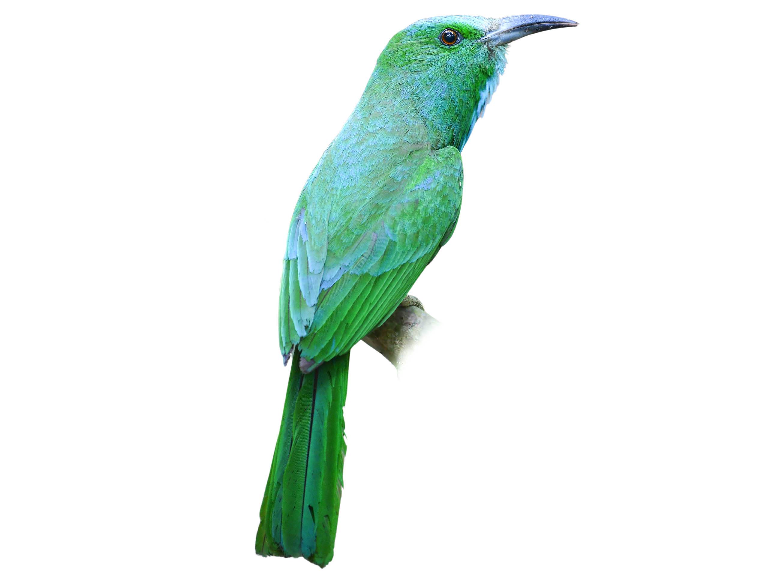 Blue-bearded Bee-eater (Nyctyornis athertoni) identification - Birda