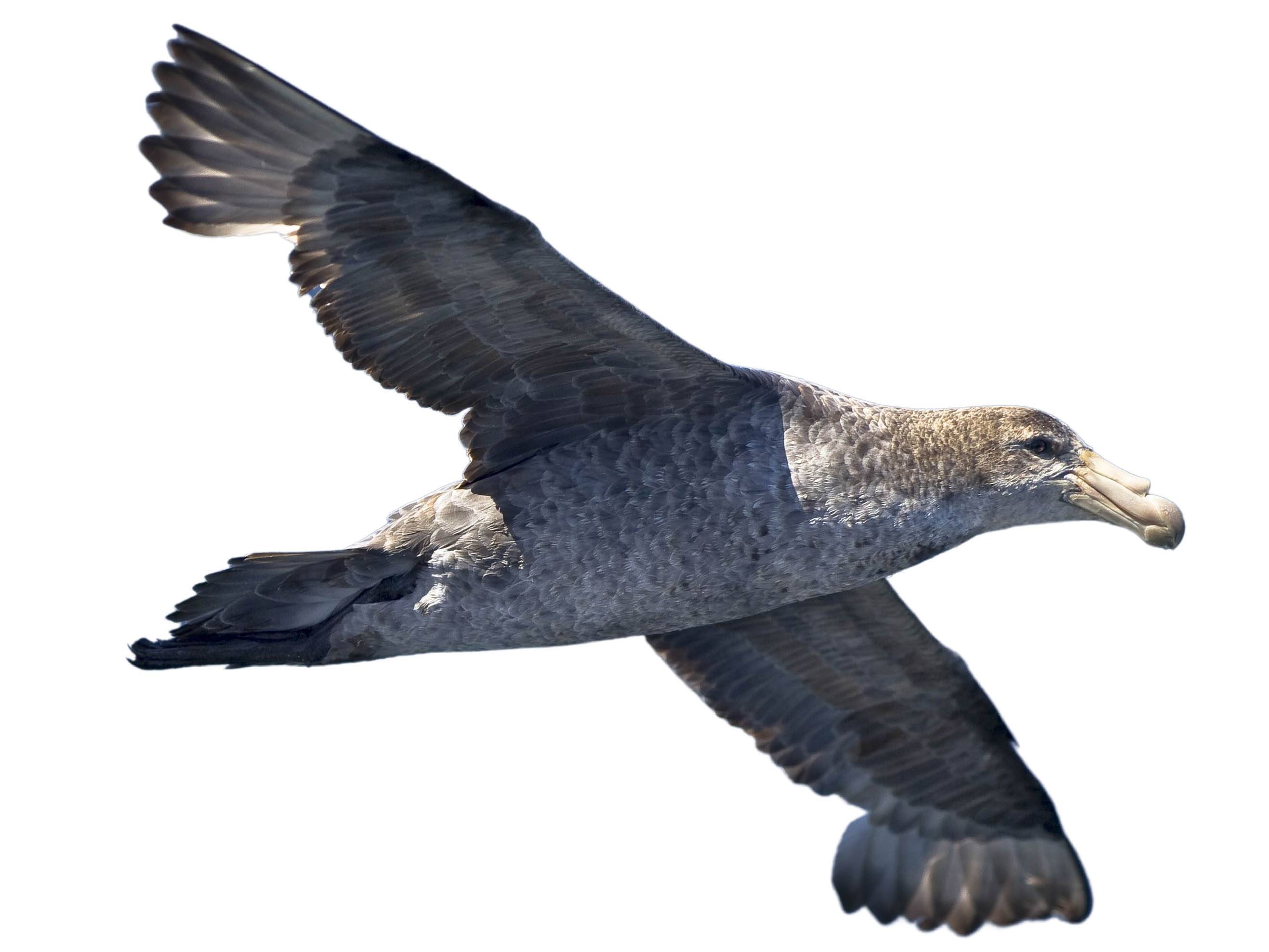 Northern Giant Petrel (Macronectes halli) identification - Birda