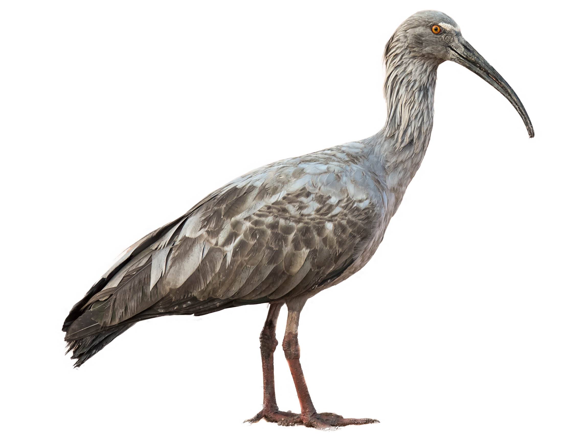 Plumbeous Ibis (Theristicus caerulescens) identification - Birda