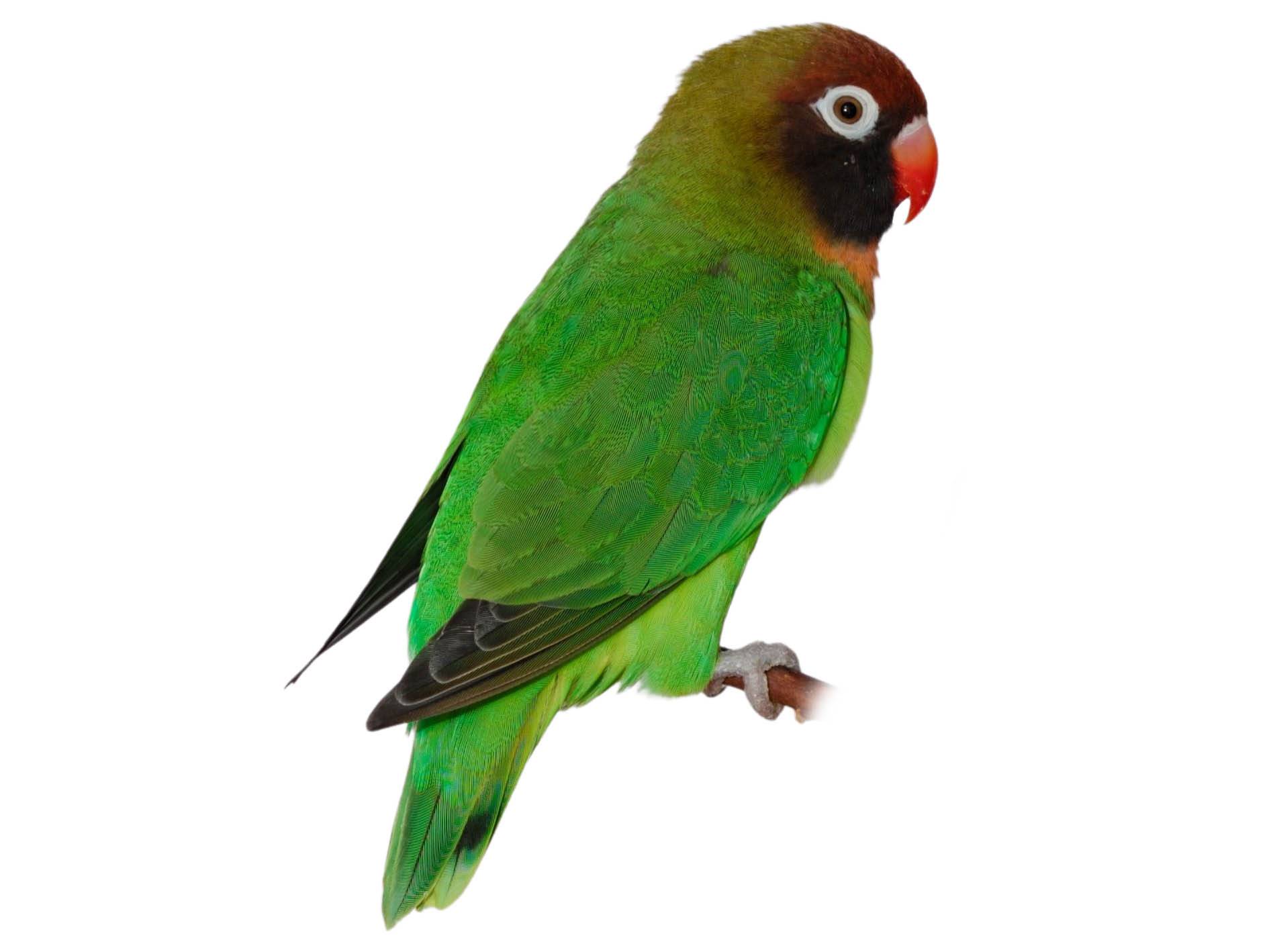 Black-cheeked Lovebird (Agapornis nigrigenis) identification - Birda