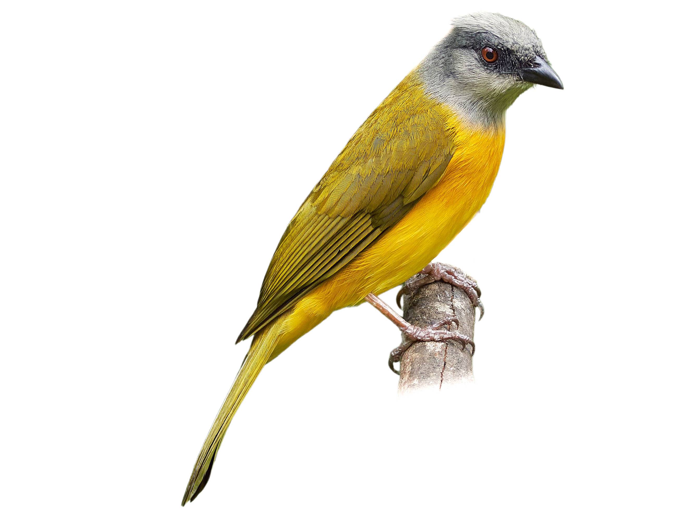 Grey-headed Tanager (Eucometis penicillata) identification - Birda