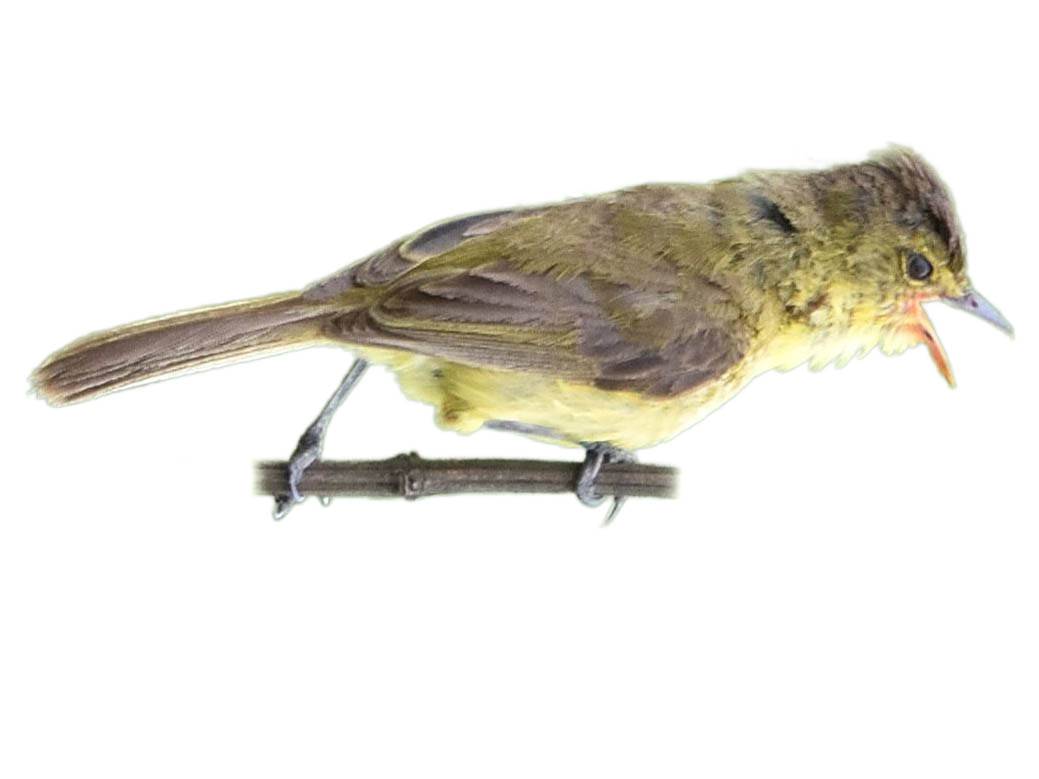 African Yellow Warbler (Iduna natalensis) identification - Birda