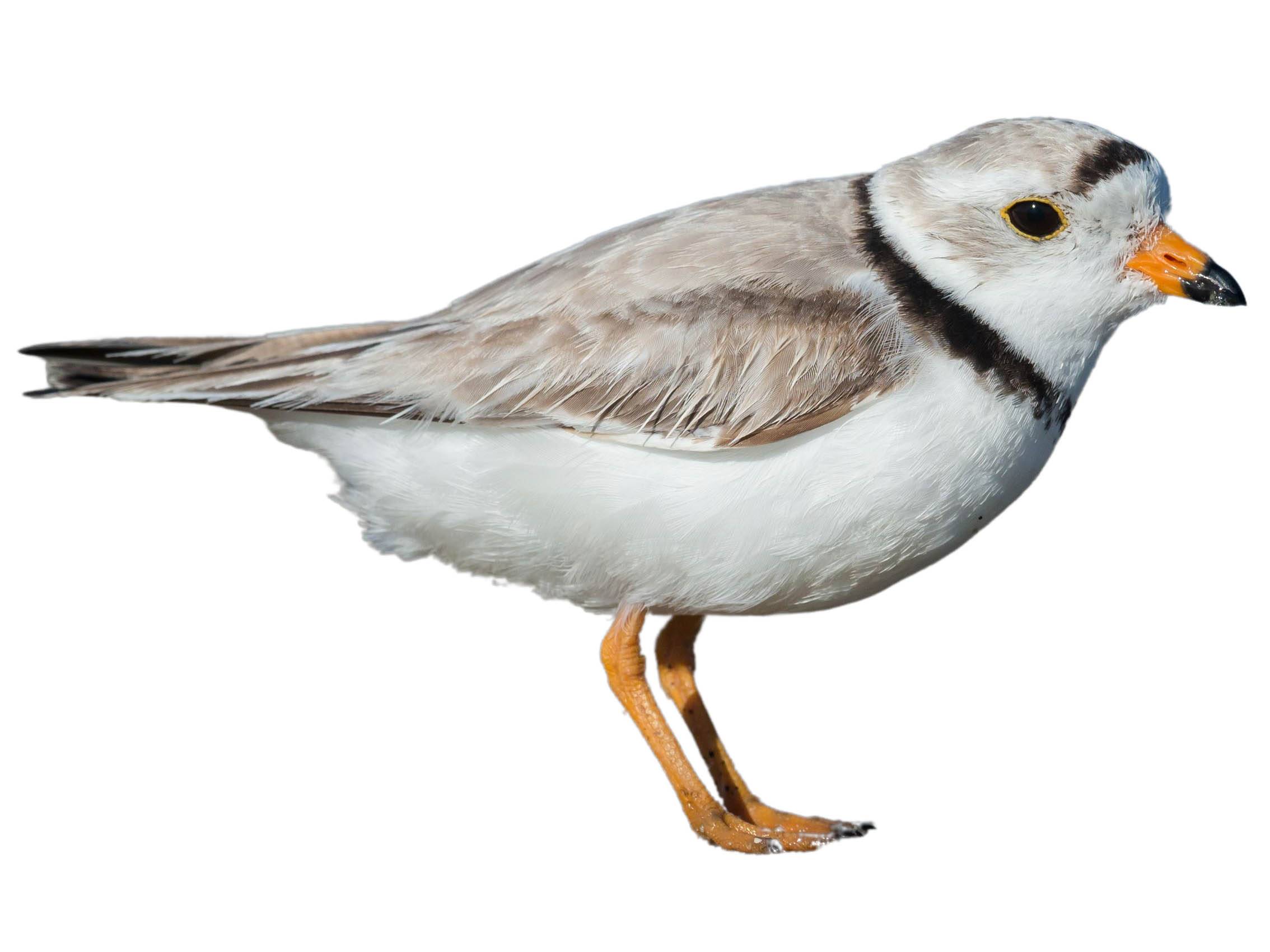 Piping Plover (Charadrius melodus) identification - Birda