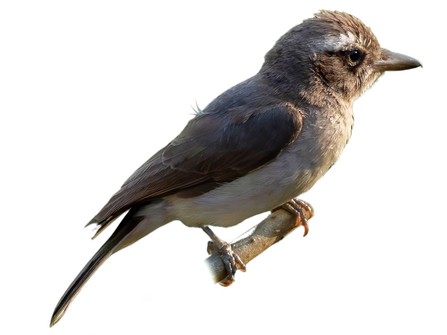 Common Woodshrike (Tephrodornis pondicerianus) identification - Birda