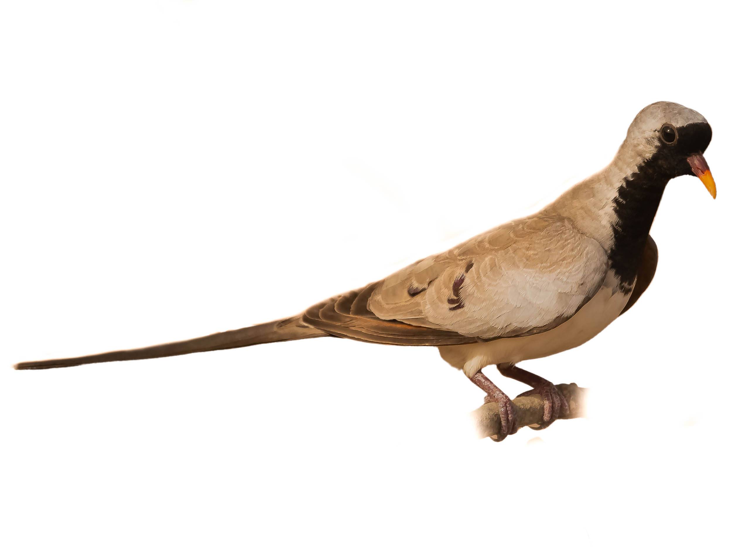 Namaqua Dove (Oena capensis) identification - Birda