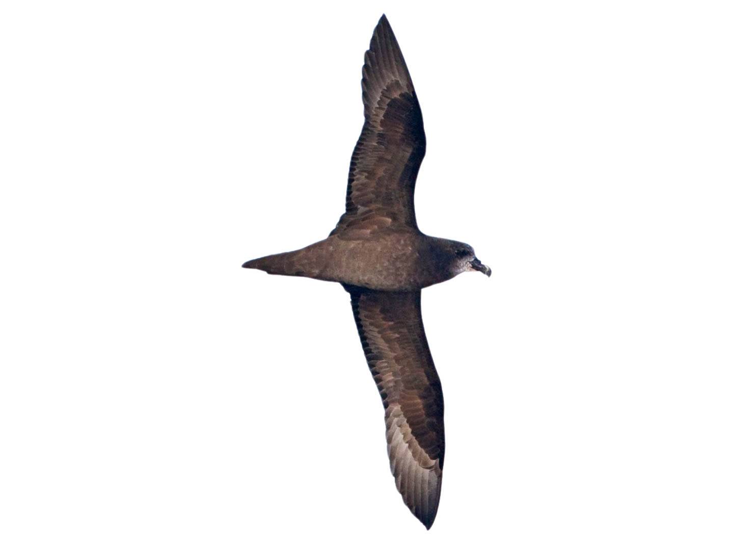 Grey-faced Petrel (Pterodroma gouldi) identification - Birda