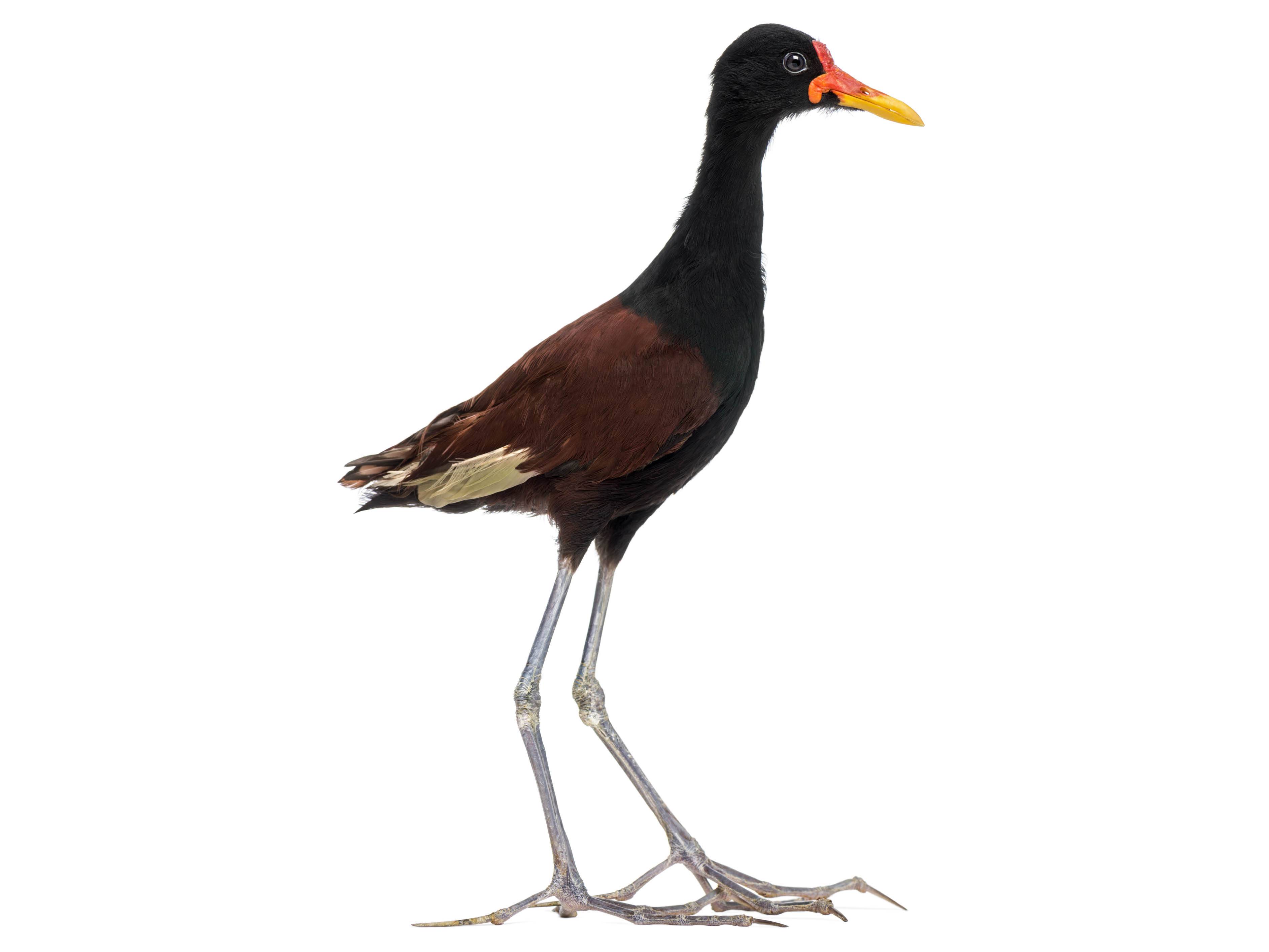 Wattled Jacana (Jacana jacana) identification - Birda