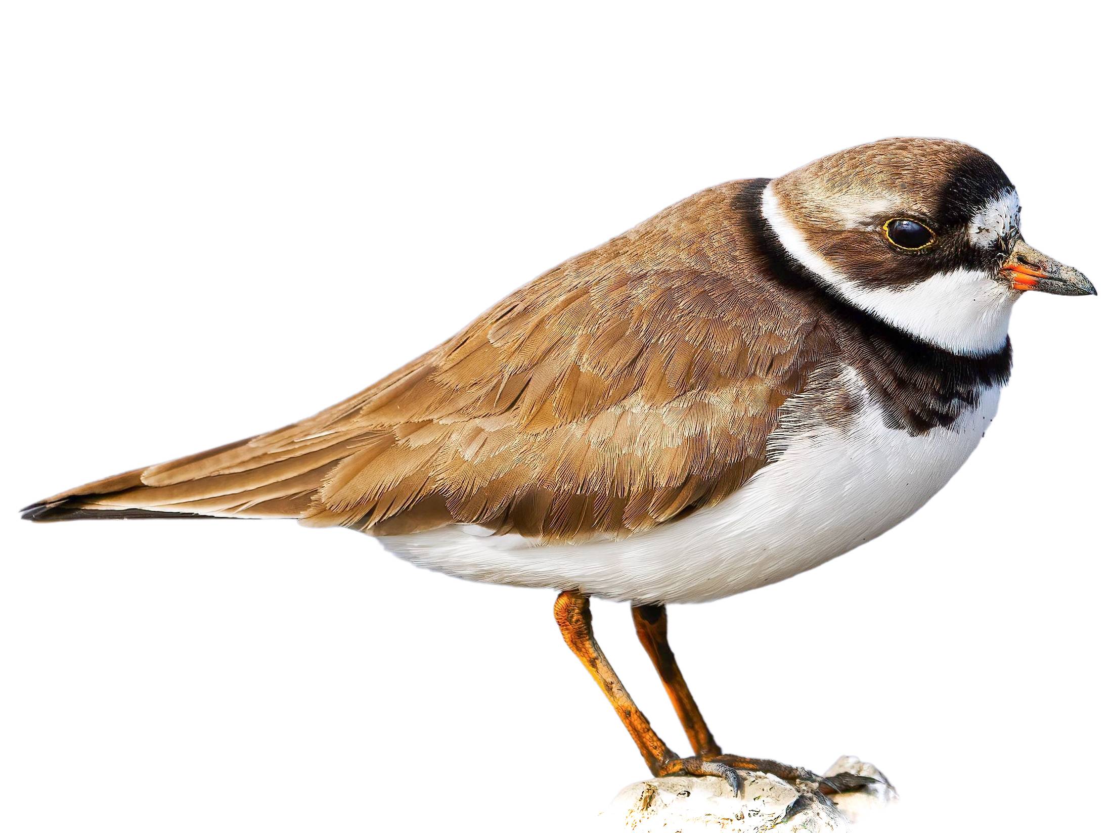 Semipalmated Plover (Charadrius semipalmatus) identification - Birda