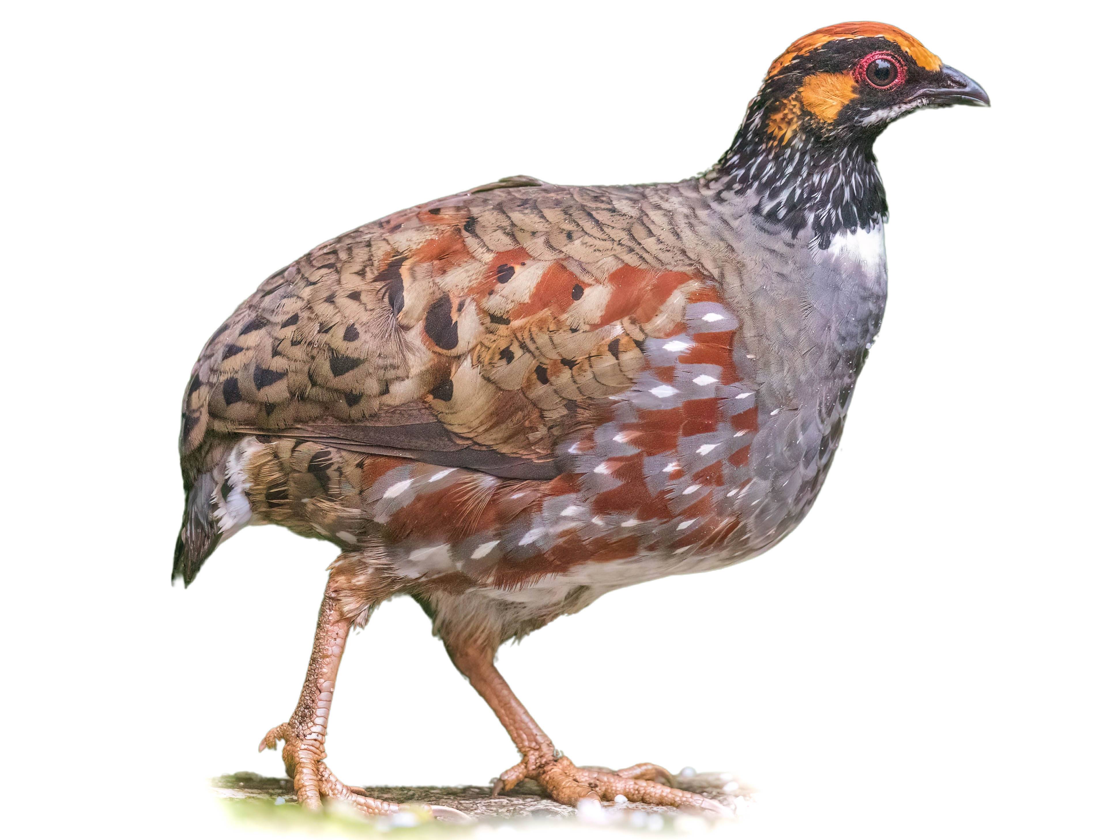 Hill Partridge (Arborophila torqueola) identification - Birda