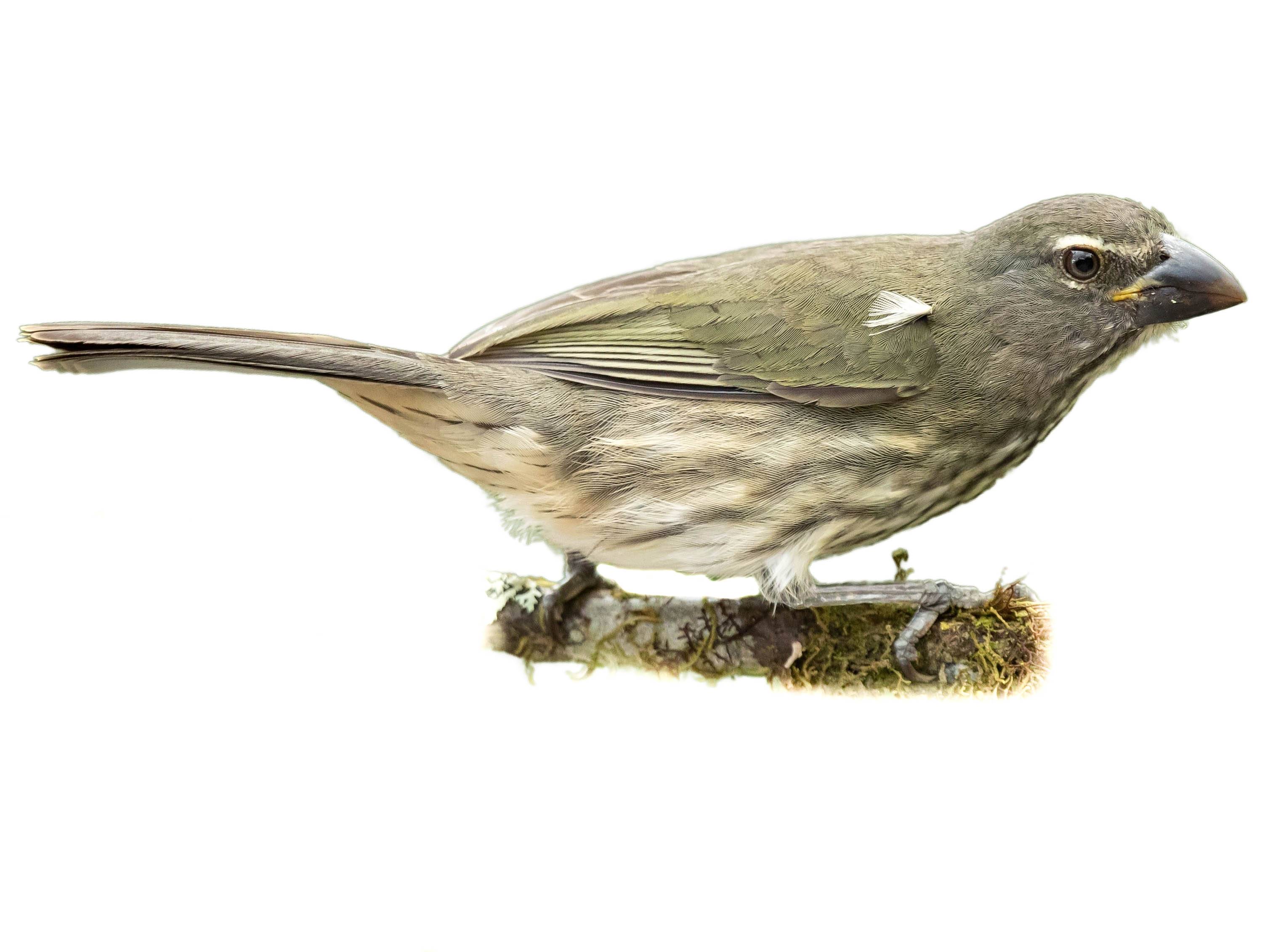 Streaked Saltator (Saltator striatipectus) identification - Birda