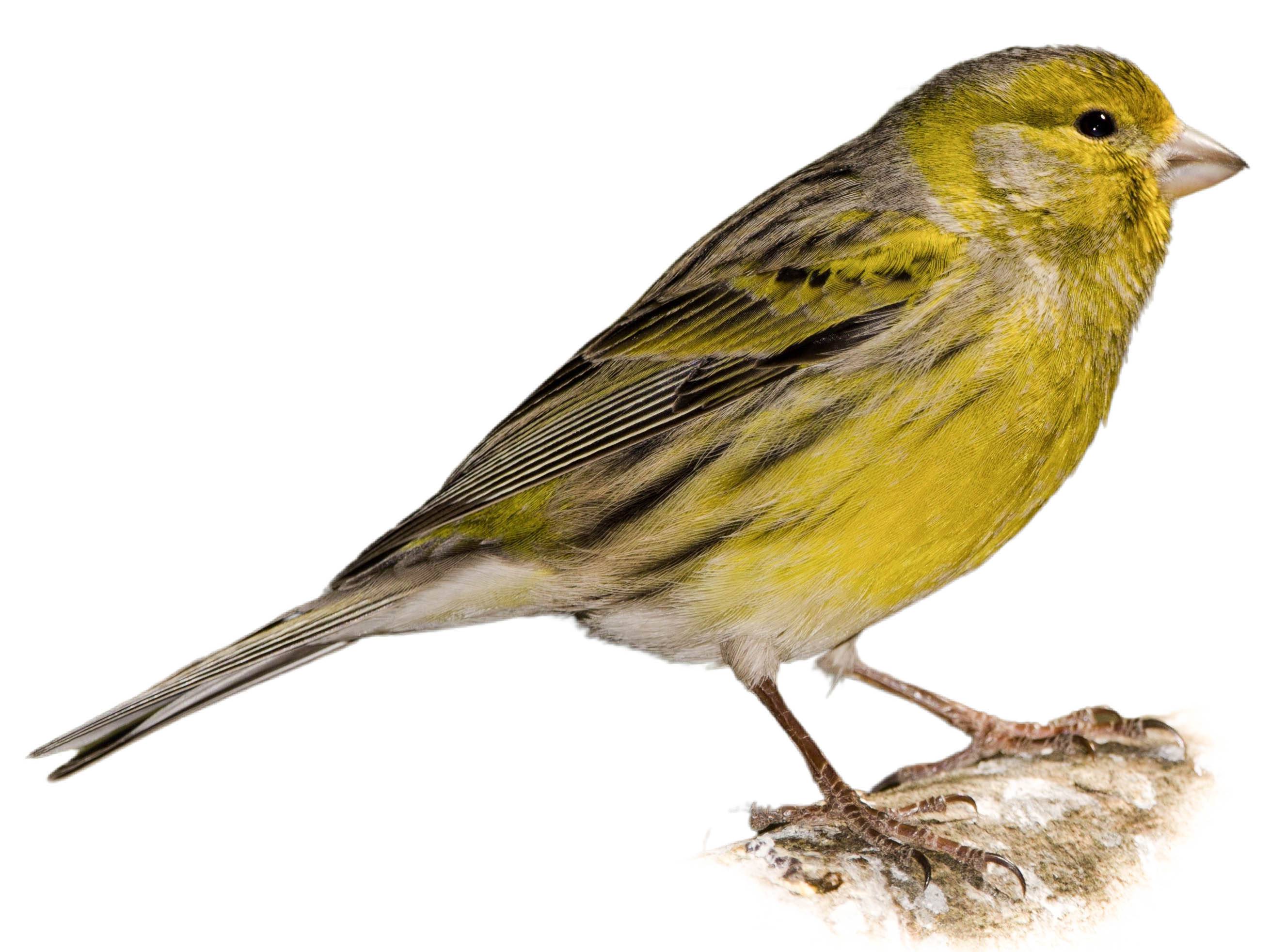 Atlantic Canary (Serinus canaria) identification - Birda