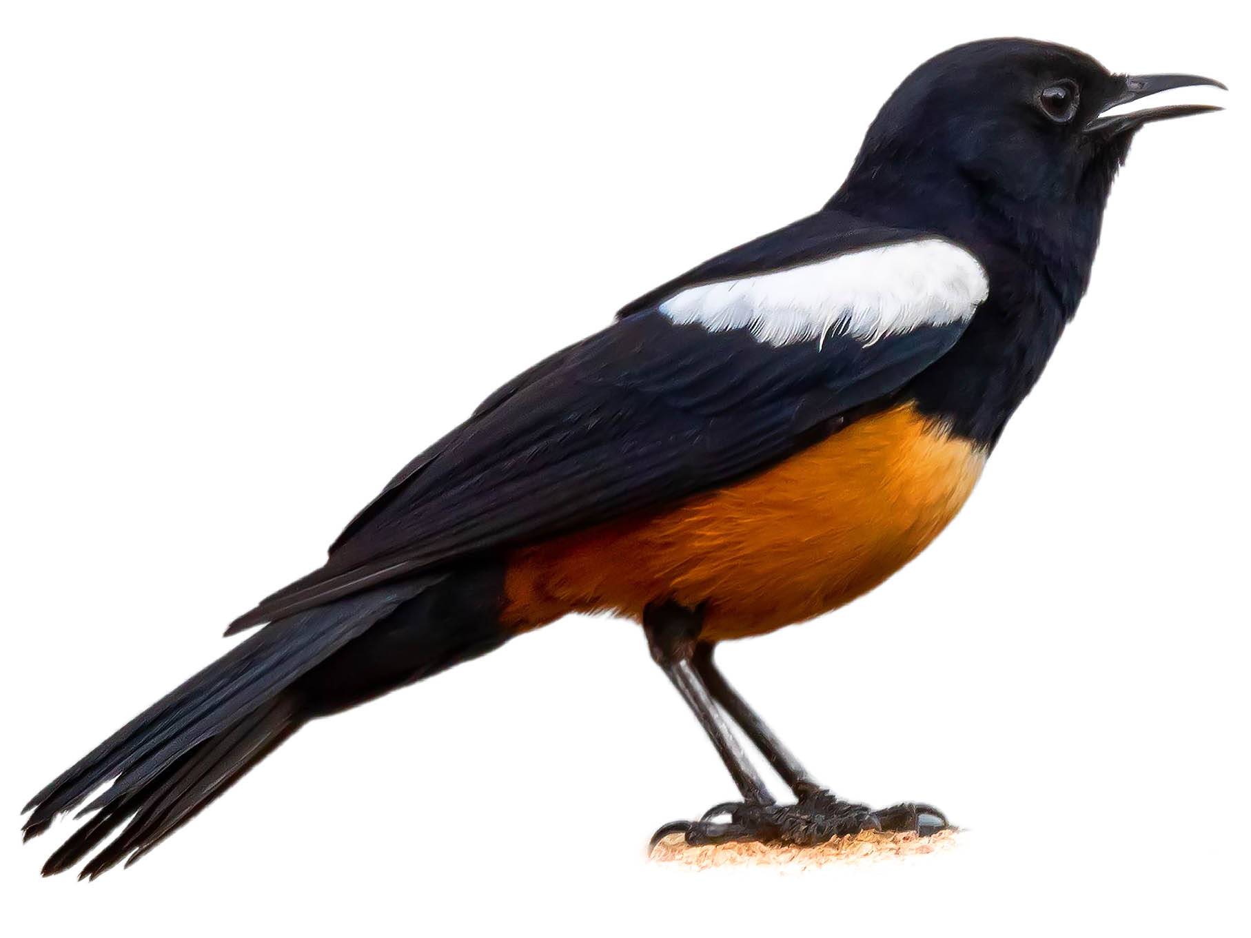 Mocking Cliff Chat (Thamnolaea cinnamomeiventris) identification - Birda