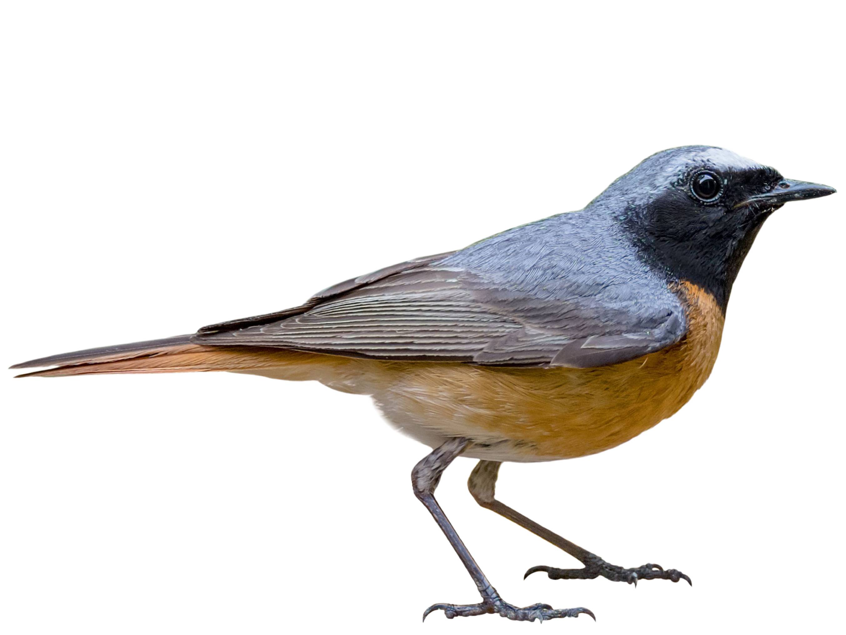 Common Redstart (Phoenicurus phoenicurus) identification - Birda