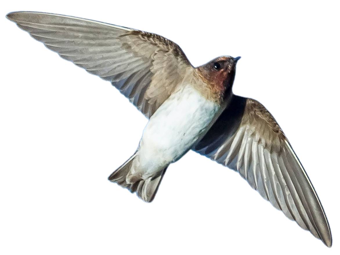 American Cliff Swallow (Petrochelidon pyrrhonota) identification - Birda